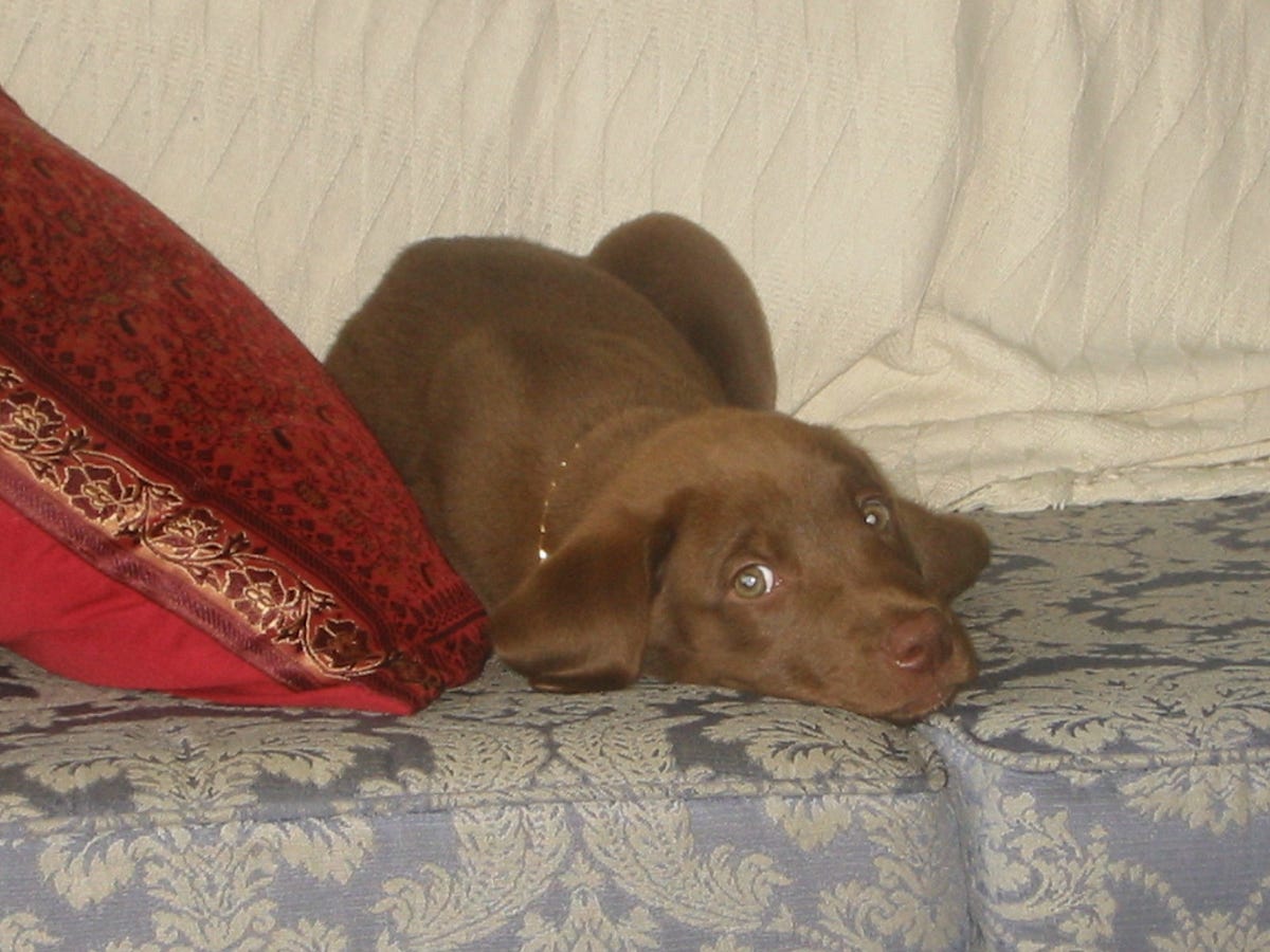 POR QUE OS CÃES MORREM CEDO?. Durante a noite havia chovido muito, os ...