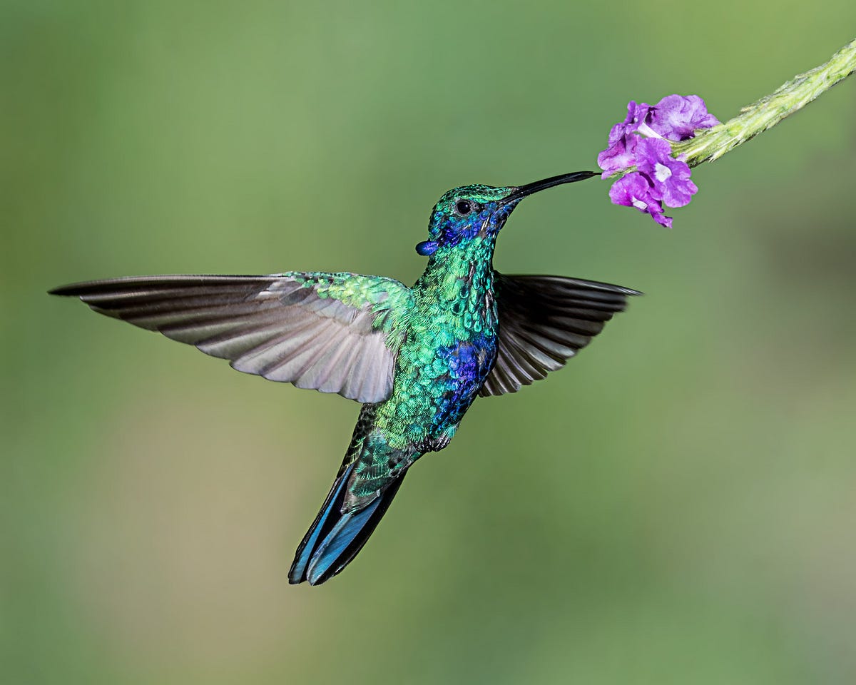 The Complete Guide to Hummingbird Photography | by Adam smith | Jun ...