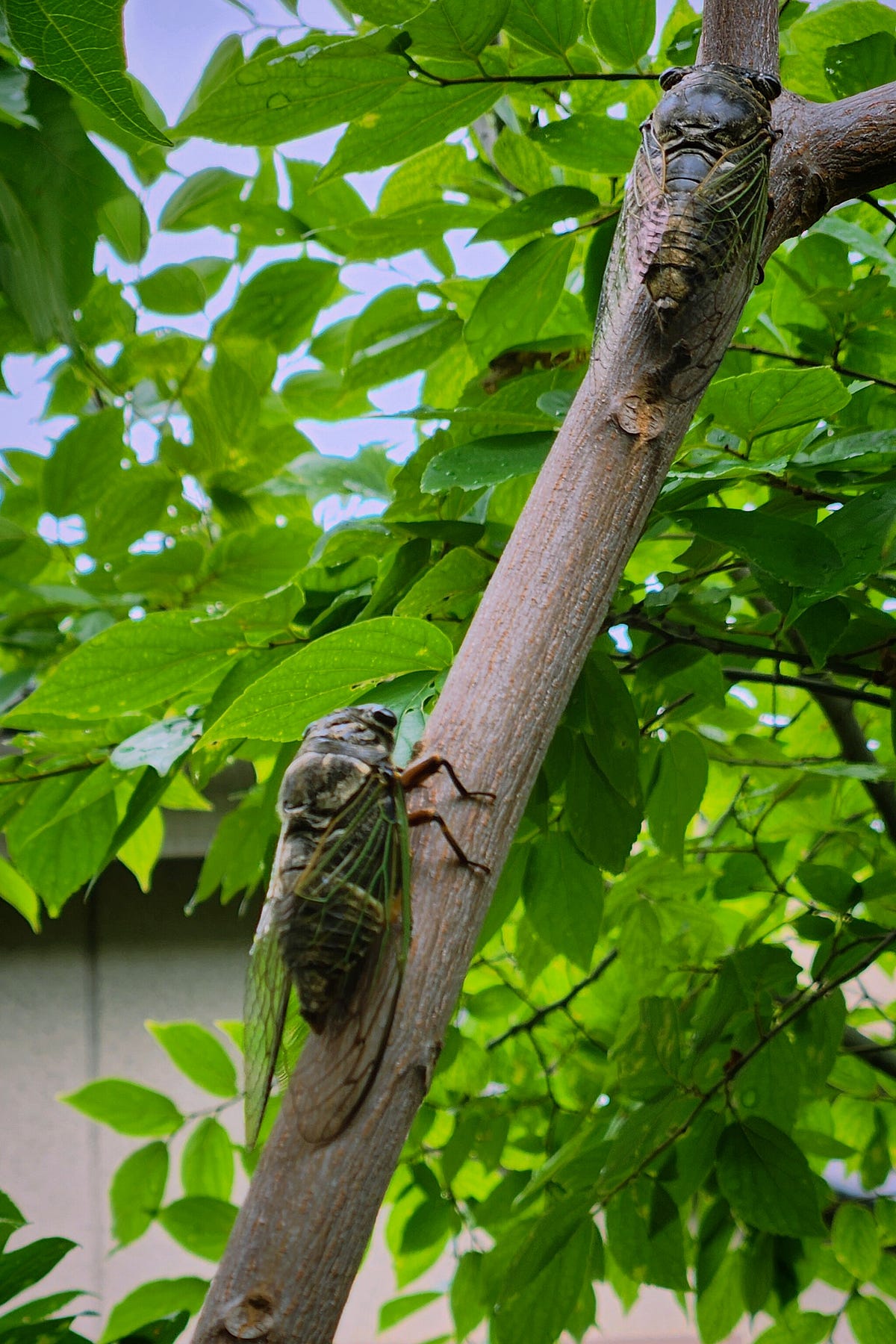 The Message of the Cicada. These days, the cicadas are singing… | by At ...