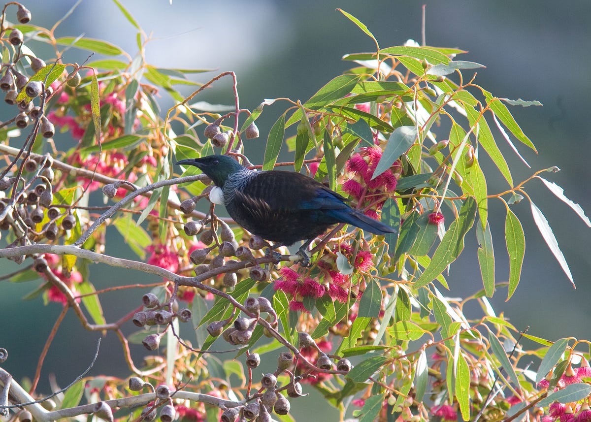 What is Wellington’s native bird life like? | by Predator Free ...
