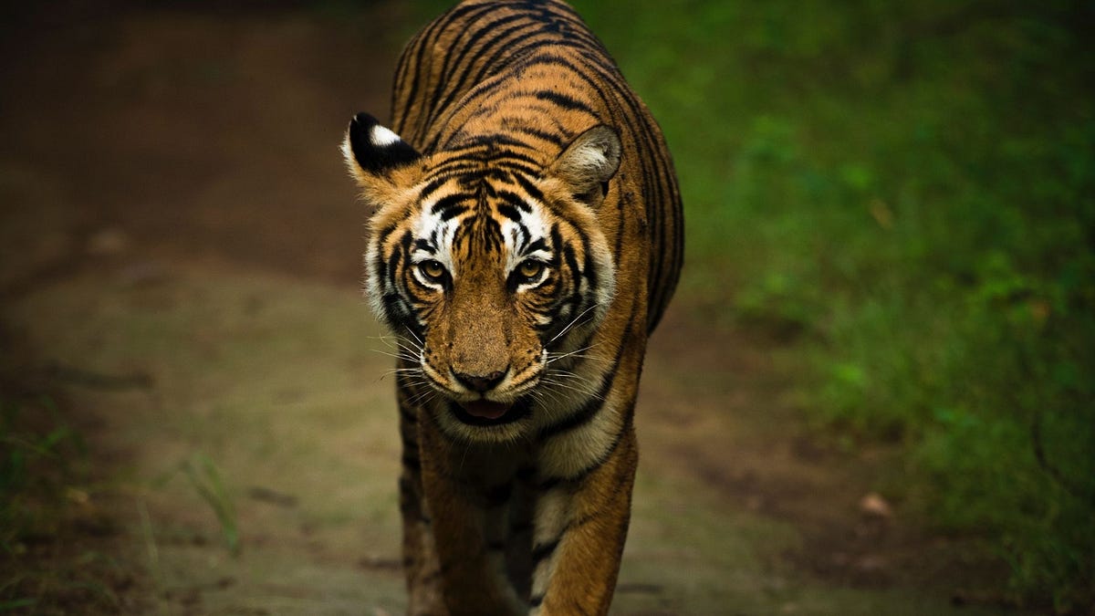The Hierarchy of Big Cats. Each big cat has its own unique… | by Tiger ...