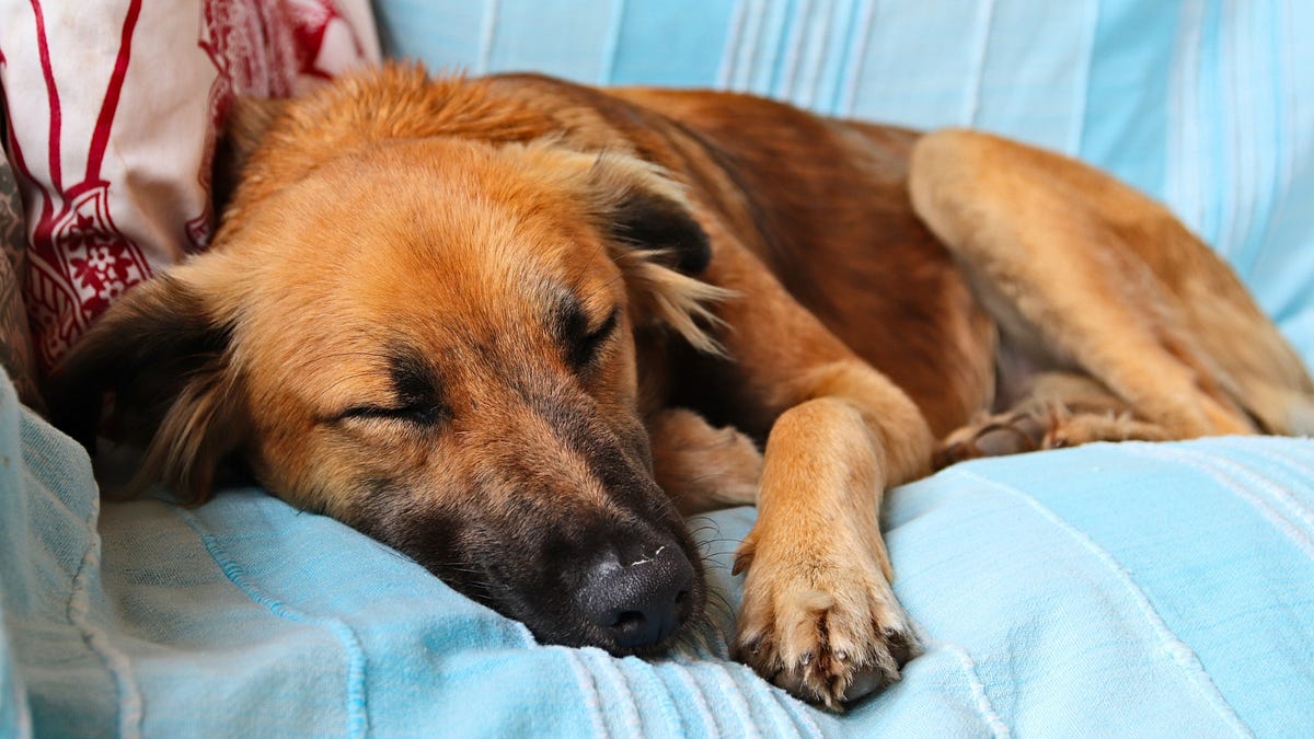 Checking Your Dog’s Health: Signs to Watch for a Possible Canine Fever ...