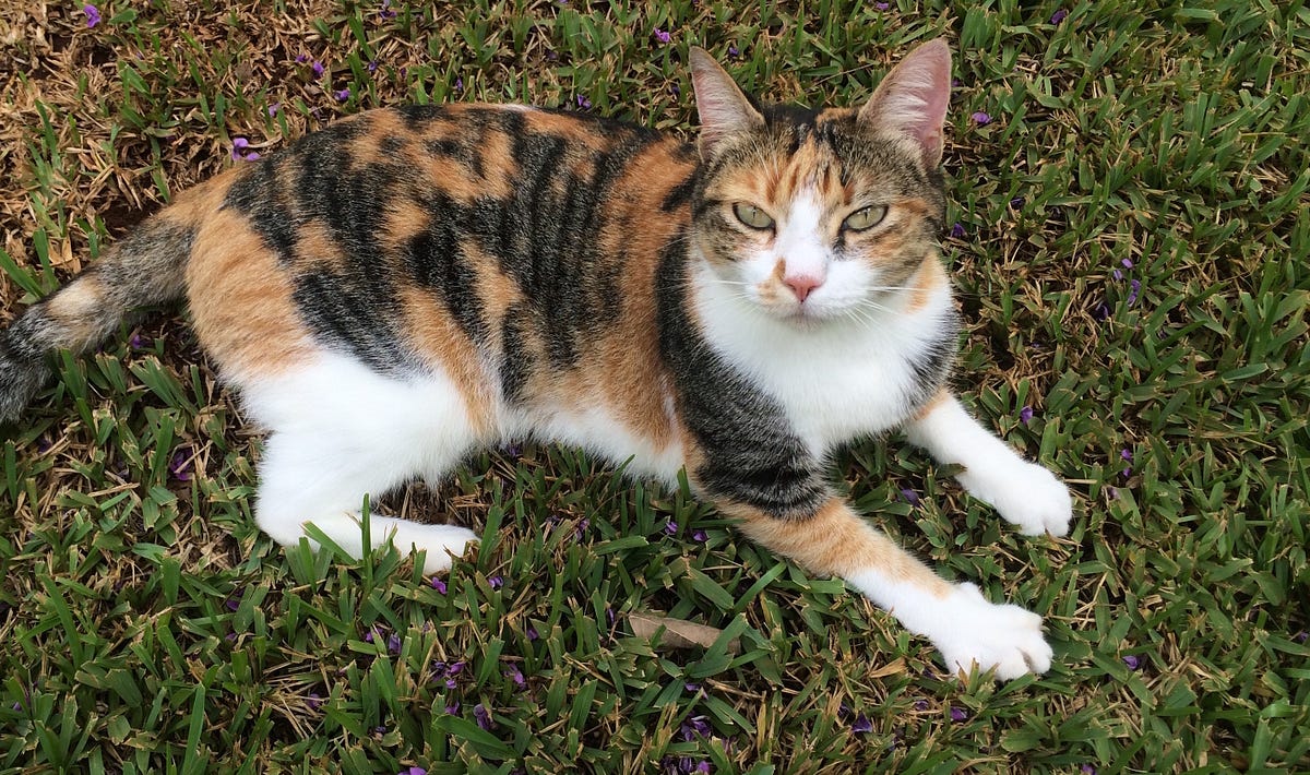 Visiting Cat. Cats know my love for them. This calico… | by Sophia ...