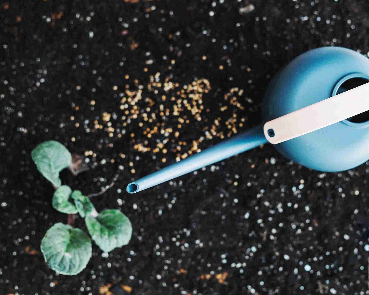 Best Online Garden Seeds. Discover the joy of gardening with… | by ...