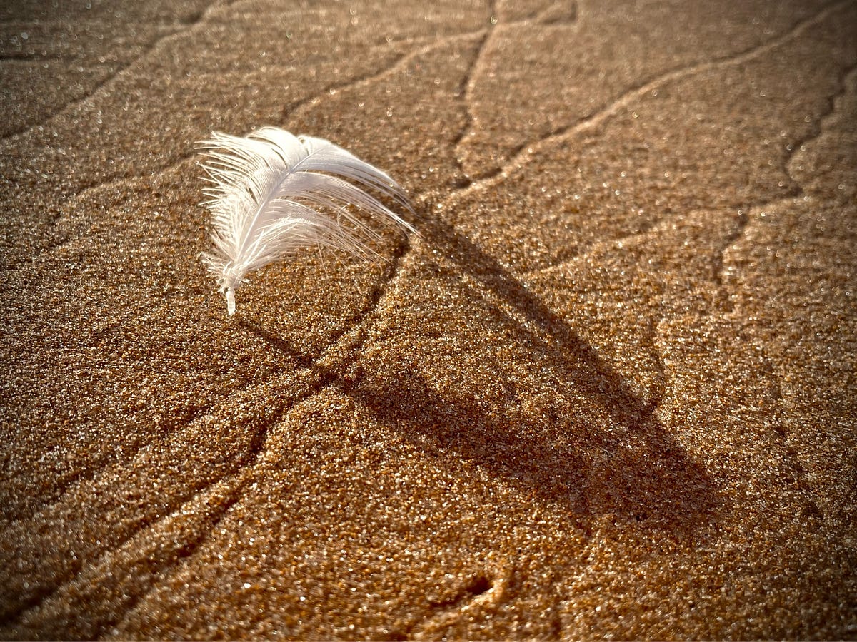 Our Life as a Feather. Who are we in this world? | by Silke Stahr | Apr, 2025 | Medium