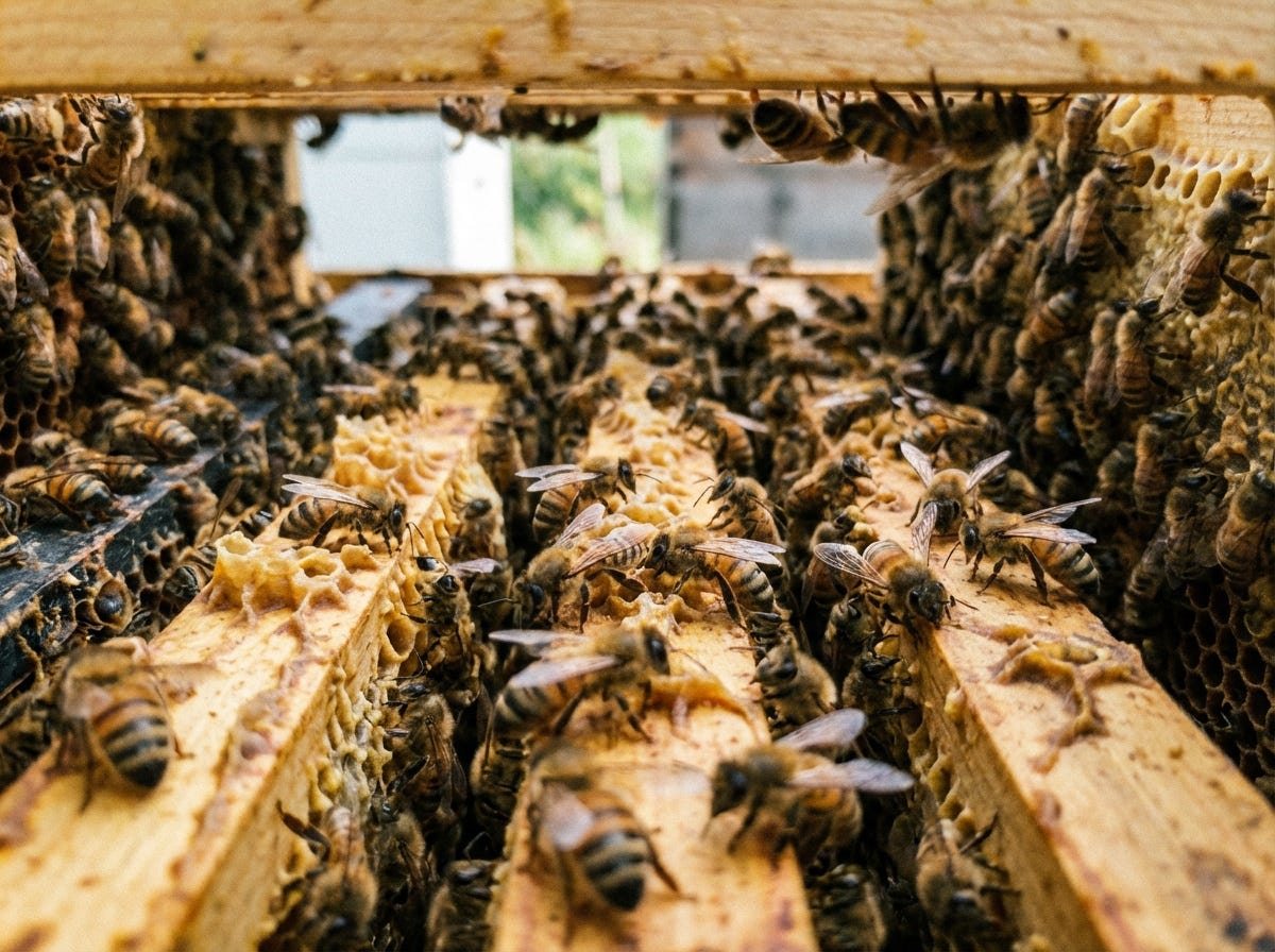 Beehive Leadership: What 10,000 Bees Can Teach You About Running a Team ...