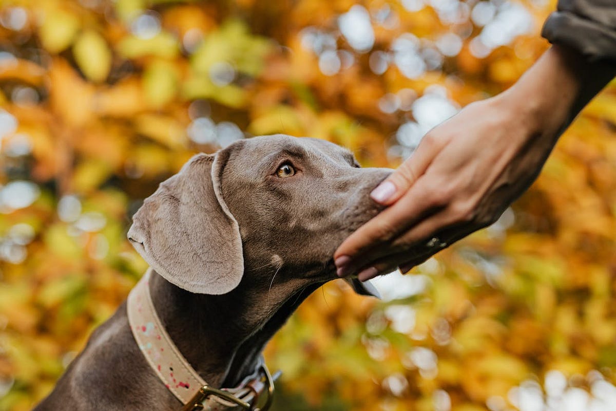 The Hidden Superpowers of Dogs: Exploring the Extraordinary Abilities ...