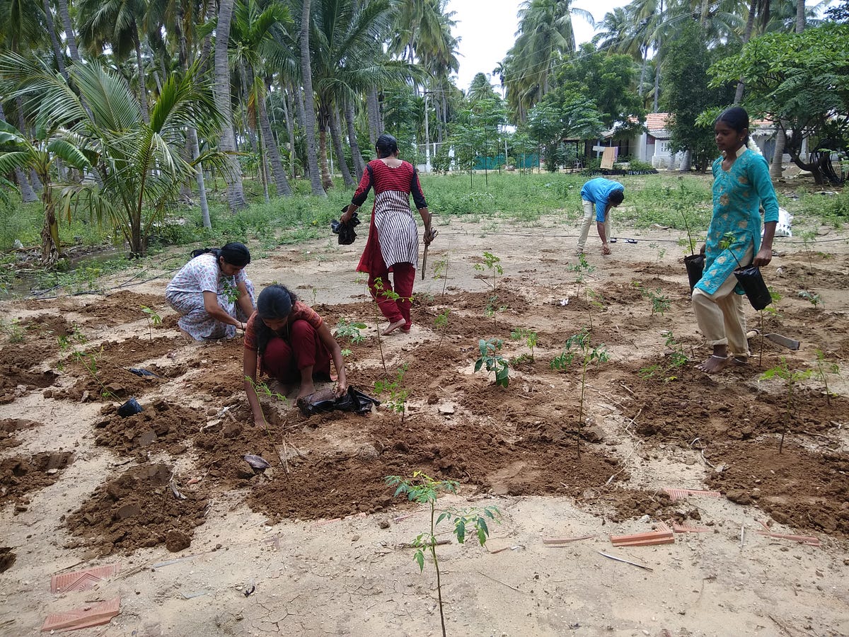 Agroforestry in the Miyawaki Method | by Muthu Raja | Krishi Janani ...