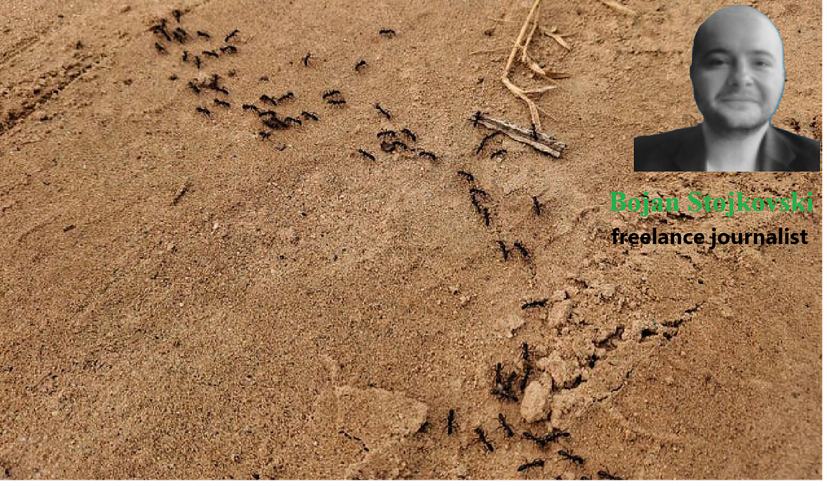 Ants never overtake, have smart traffic sense, could solve urban ...