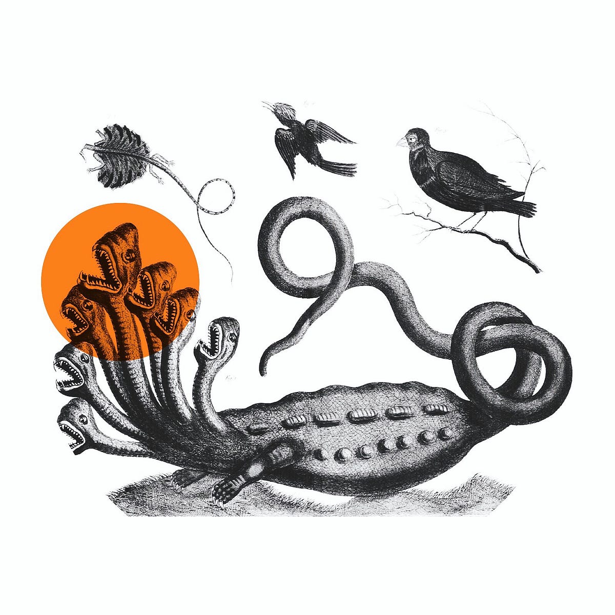 The Case of the Hamburg Hydra: The Birth of Biology | by Stemaholic ...