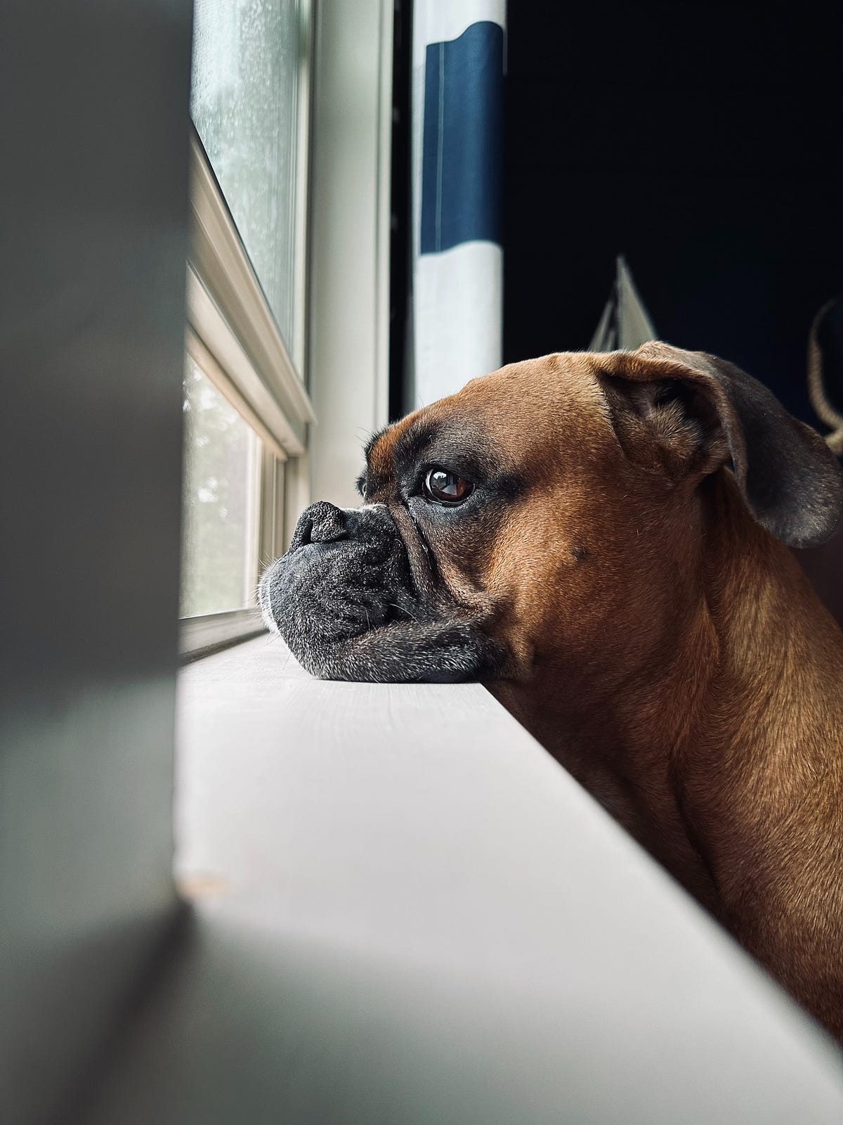 A Domesticated Woman. Photo from @the_gallery_usa on unsplash | by ...
