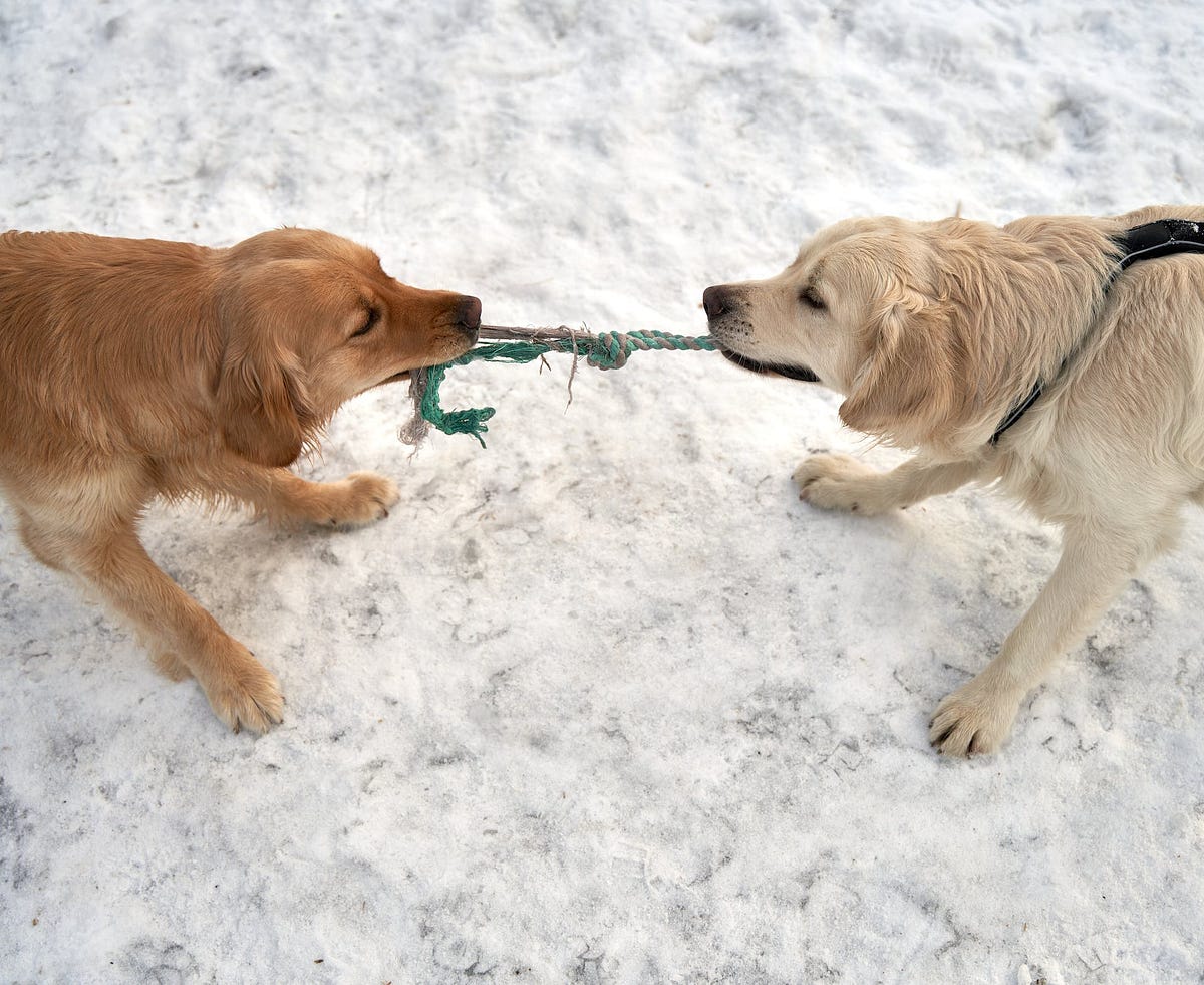 Facing the Real-Life Dilemmas of Dual Loyalty. | by Chimeremeze Chigbu ...