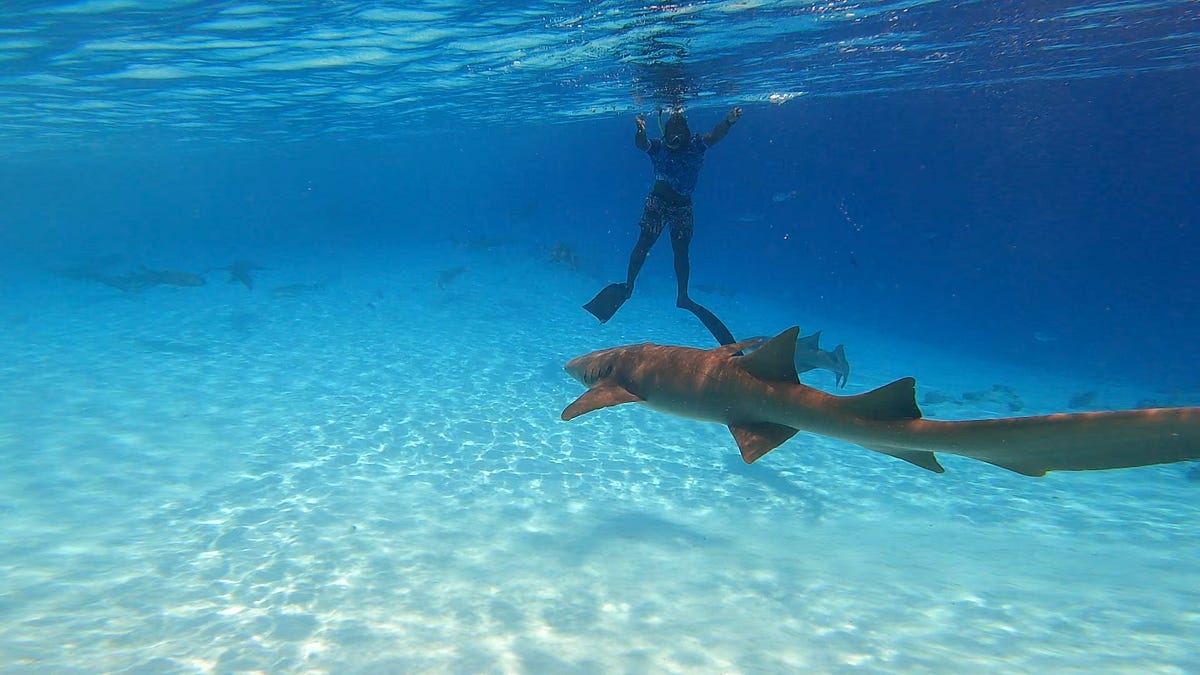 Hunt For Giant Manta Rays in the Maldives | by Turtle Maldives | Jul ...