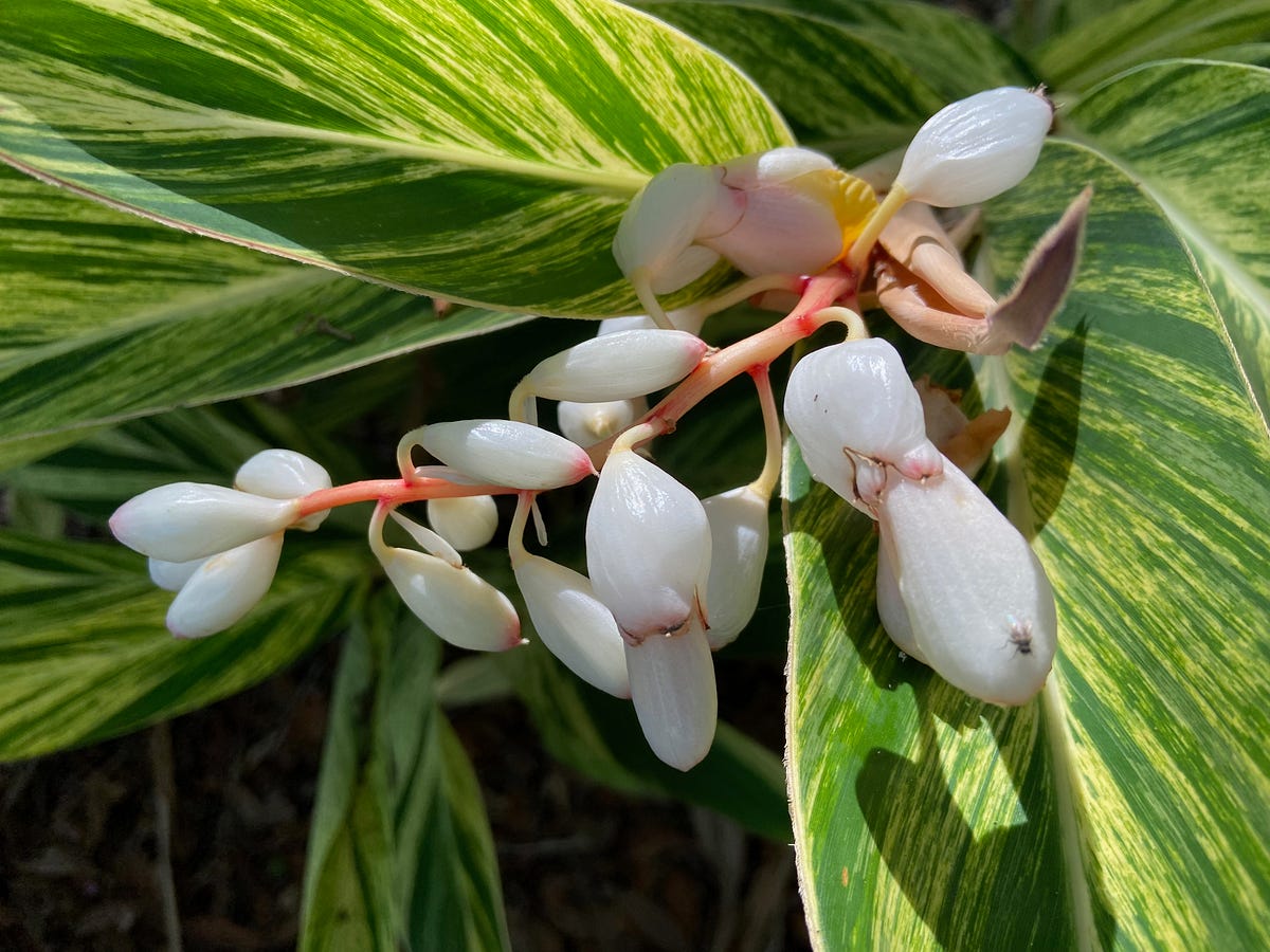 Wild ginger - Bruce Black - Medium