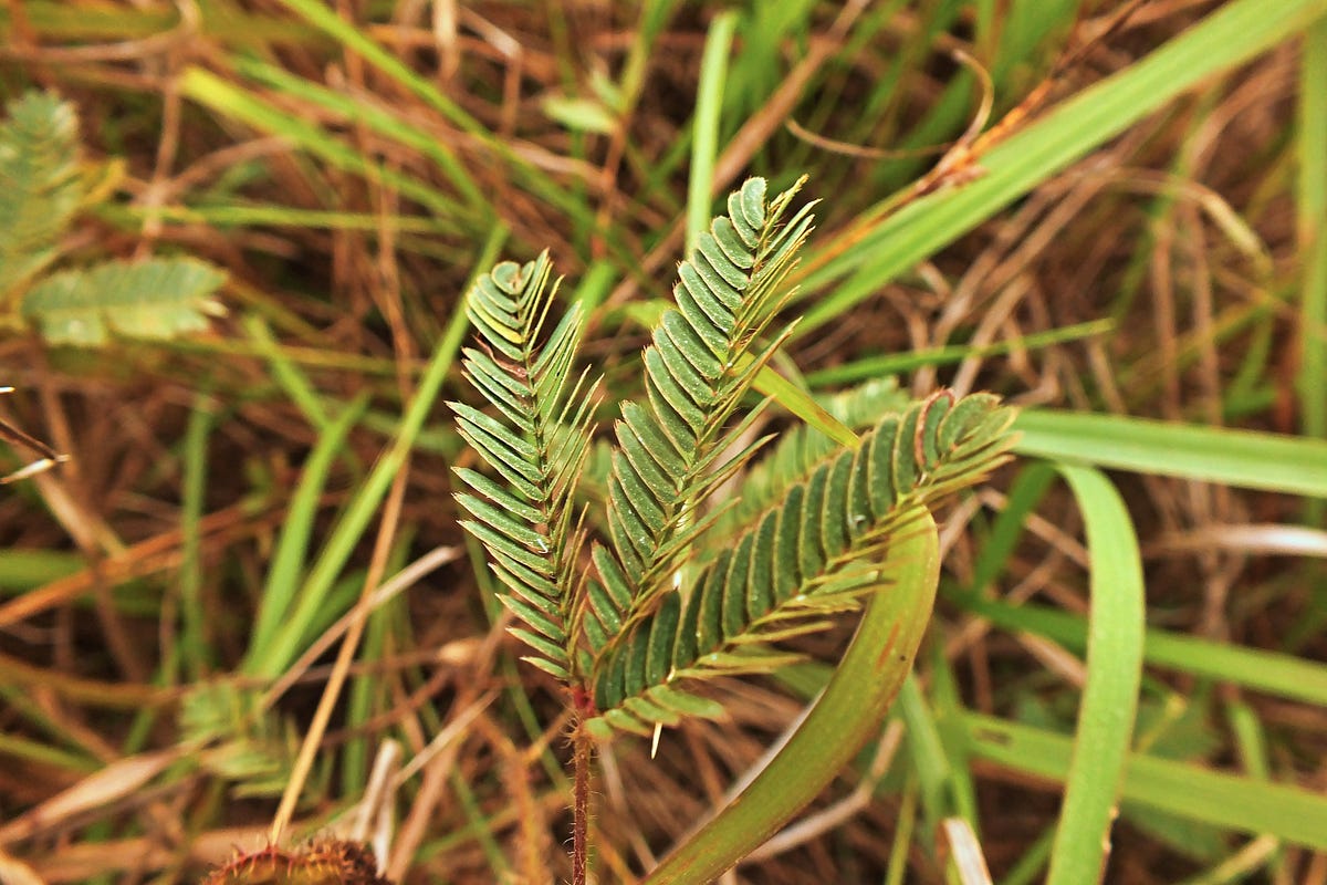 Natures Shyest Plant, the Mimosa Pudica | by Steven Keane | Medium