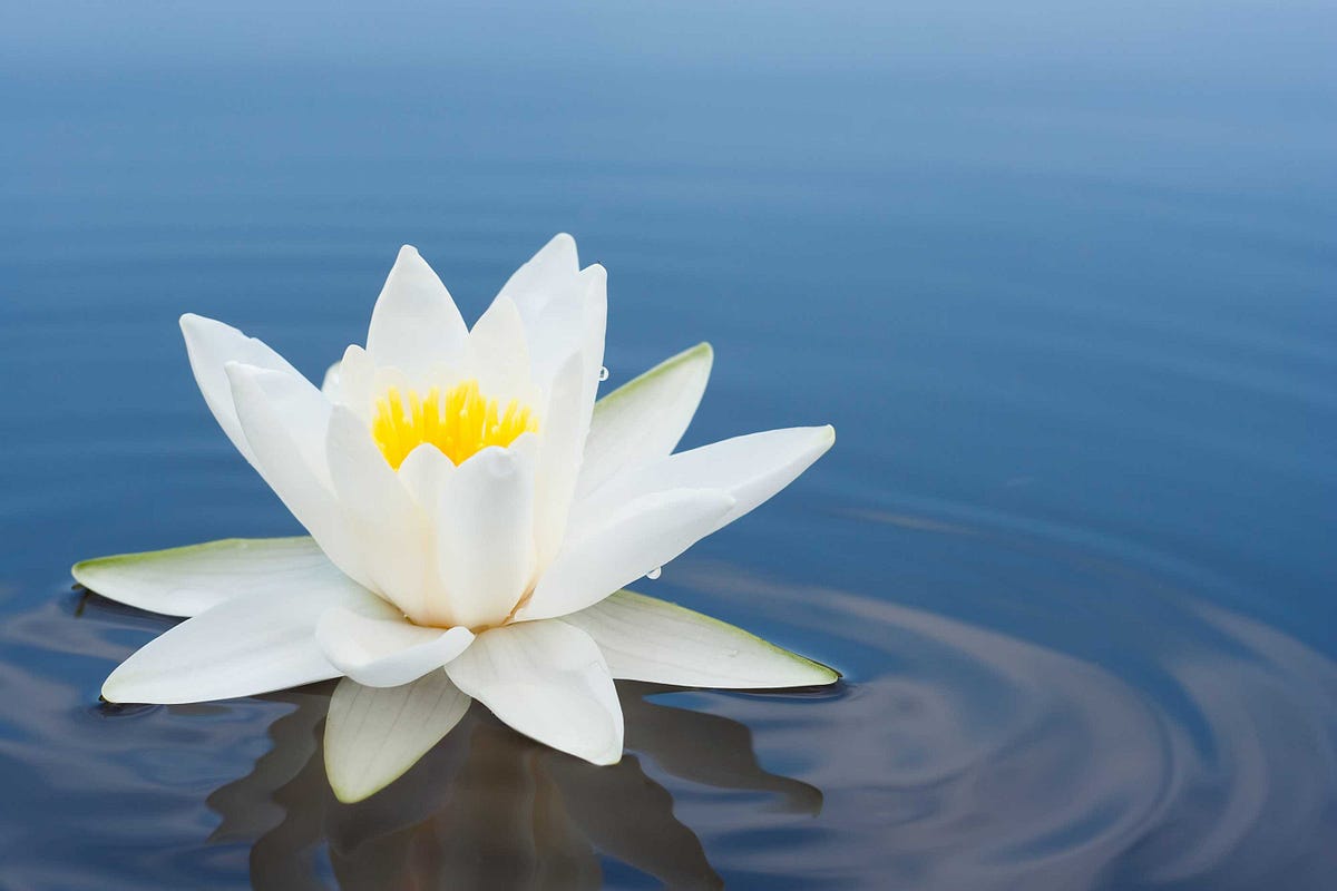 The Lotus Flower. Float above the murky water | by Monica Ortiz | Medium