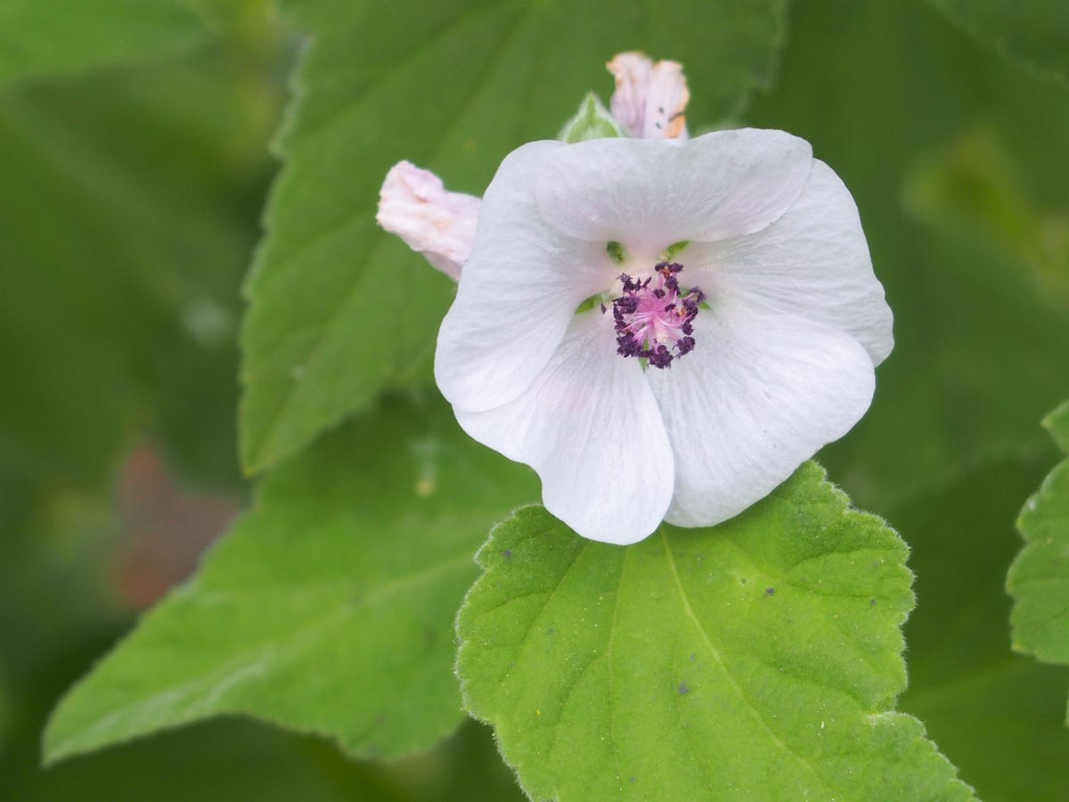 Marsh Mallow. Marsh Mallow, Althaea Officinalis | by Health Revivify ...