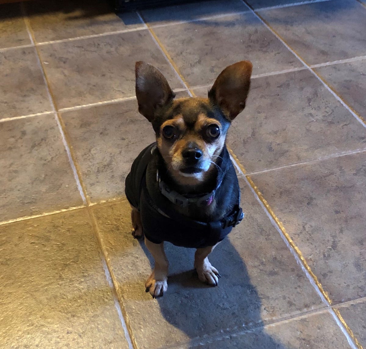 The Growler. Isabel is a 14 pound Chihuahua mutt… | by Estela de la ...