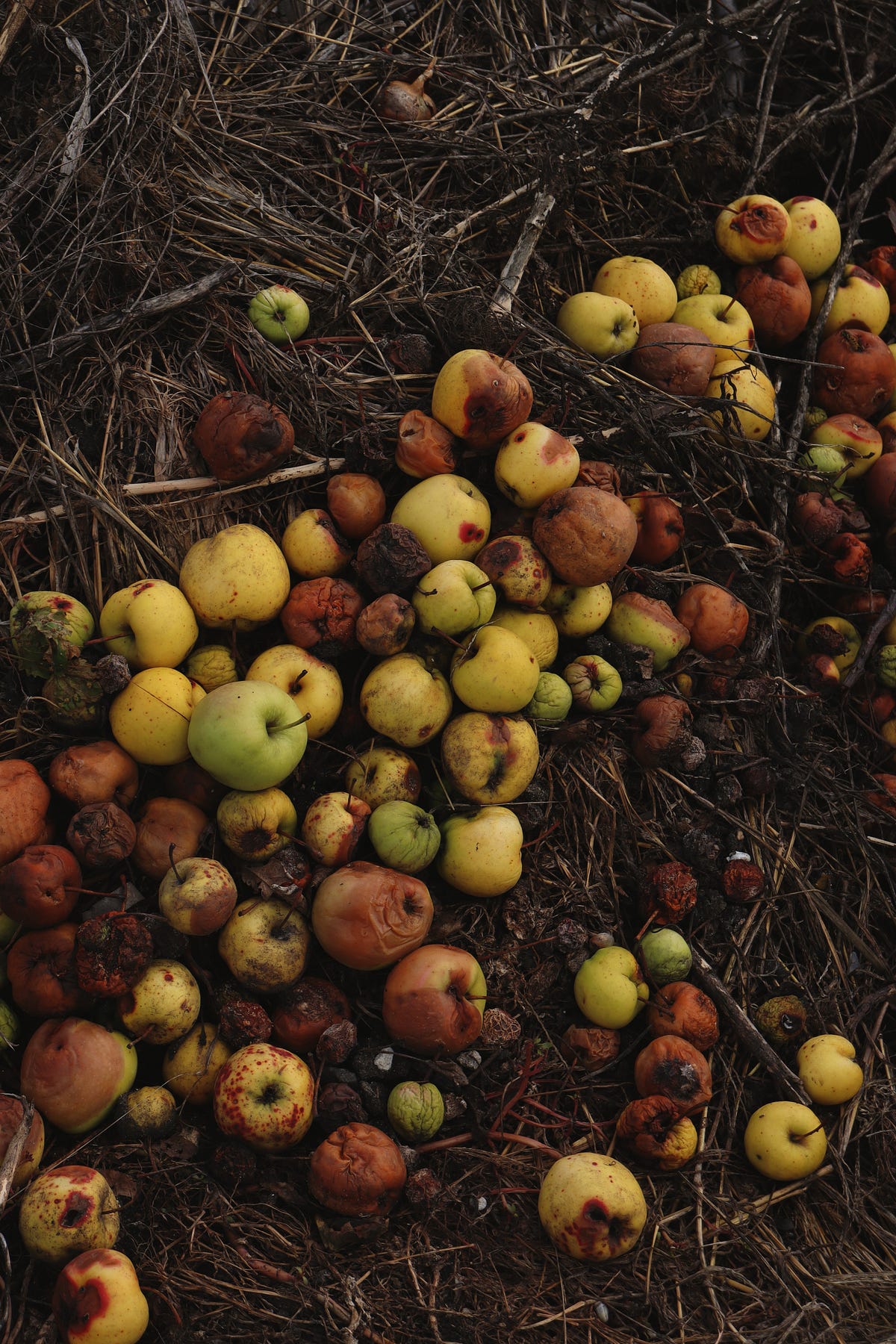 You Must Remove Bad Apples. Plausible to think that one bad person… | by Bailey Wynne | Jul ...