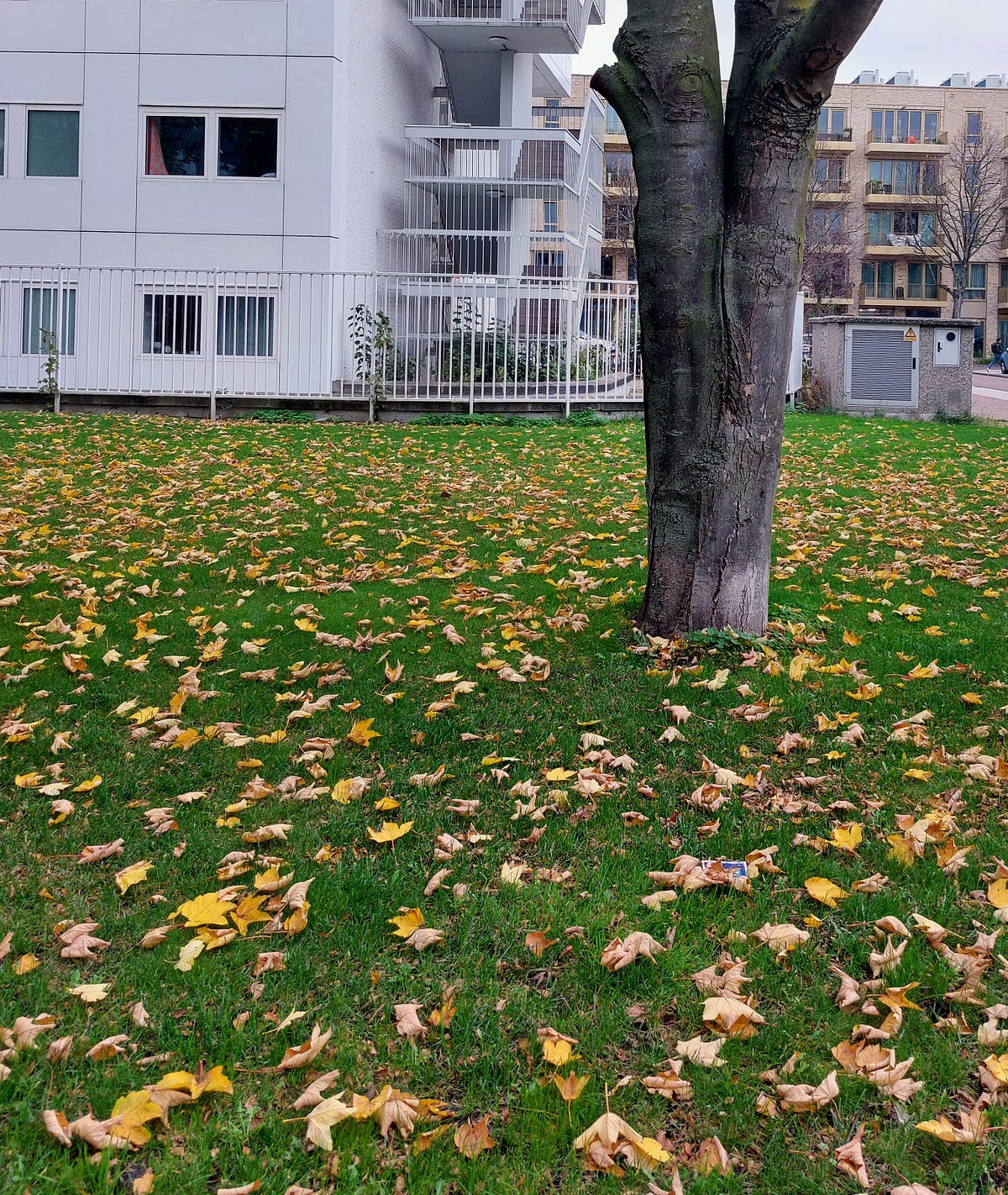 Season of Fall. I thought myself observant, | by Vasudha Chandrashekar | Medium