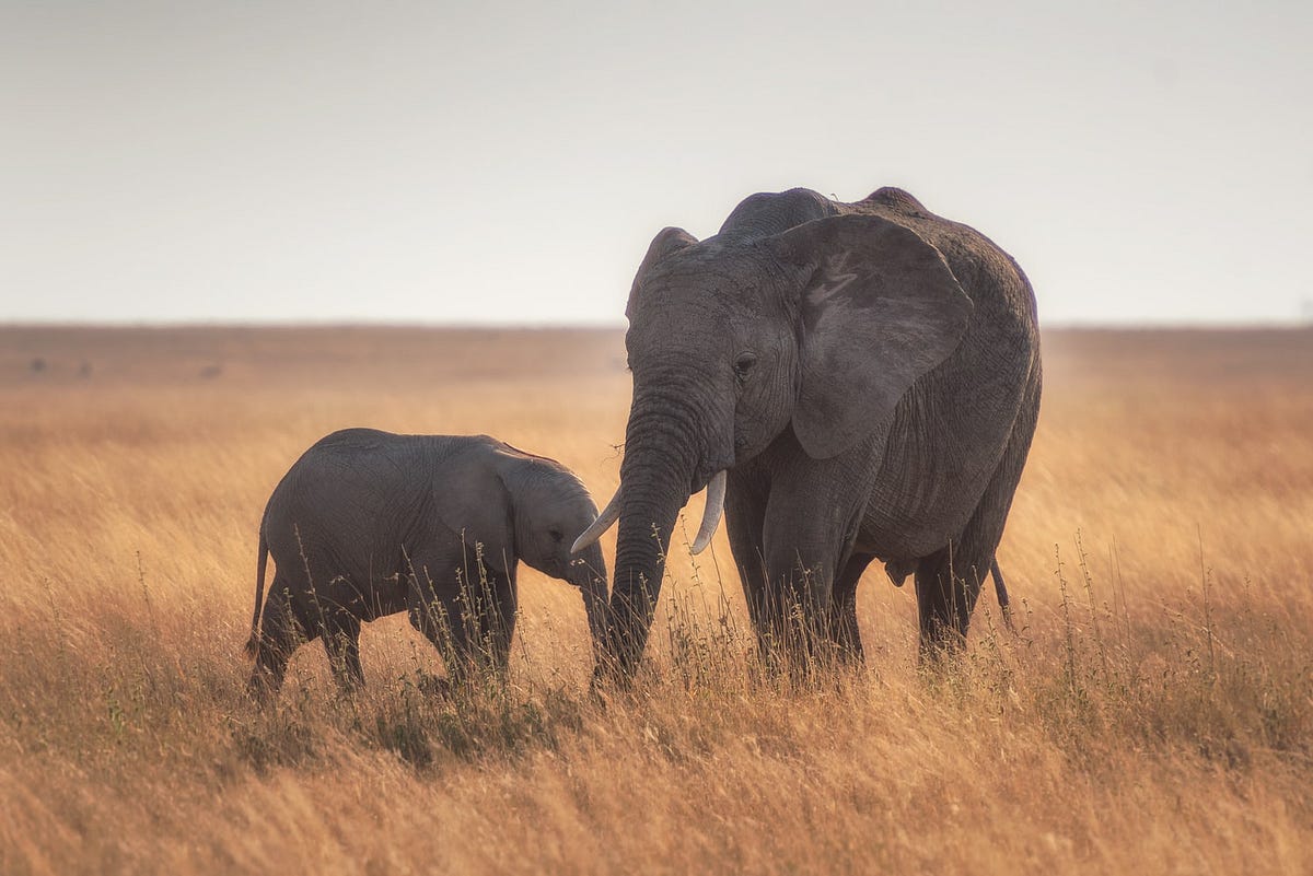 The Tale of Harry Elephante. Jump in de line, rock your body in… | by ...