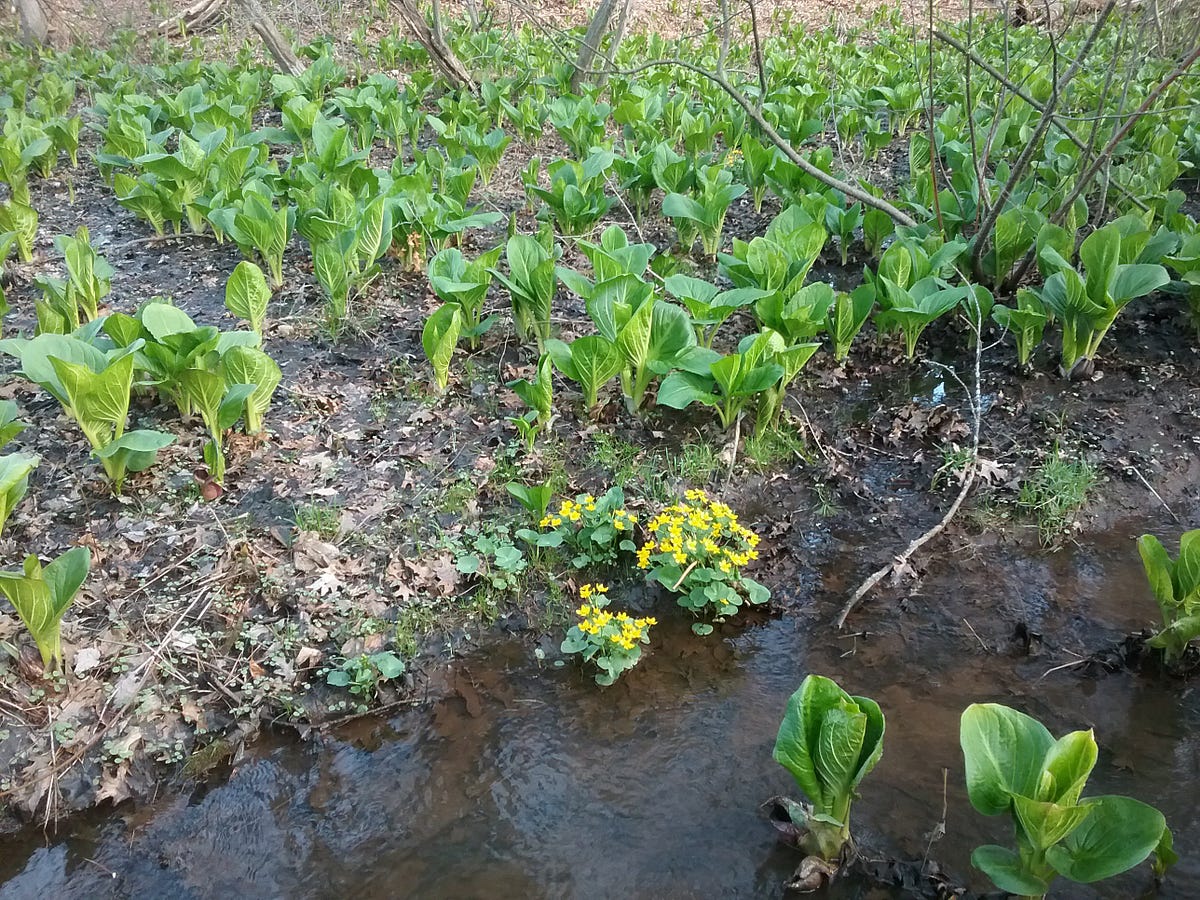 Running Journal. 61 minutes with stops, trails, 4.5… | by Brian Mearns ...