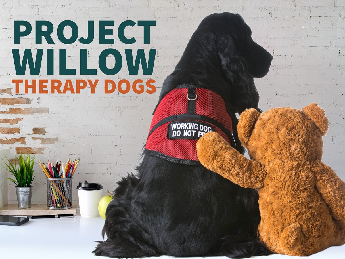 Therapy Dogs to Improve Workplace Culture at New Jersey Department of ...