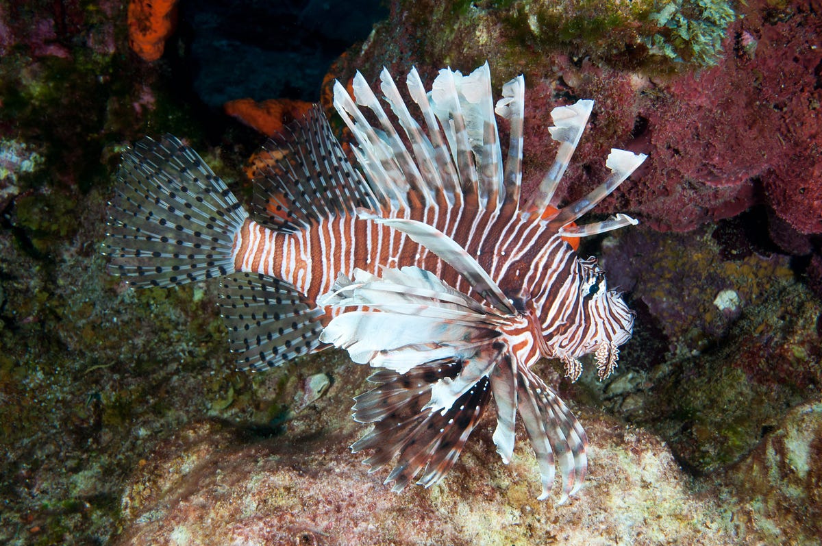 The Beautiful Invader Wreaking Havoc on Florida’s Reefs: The Lionfish ...