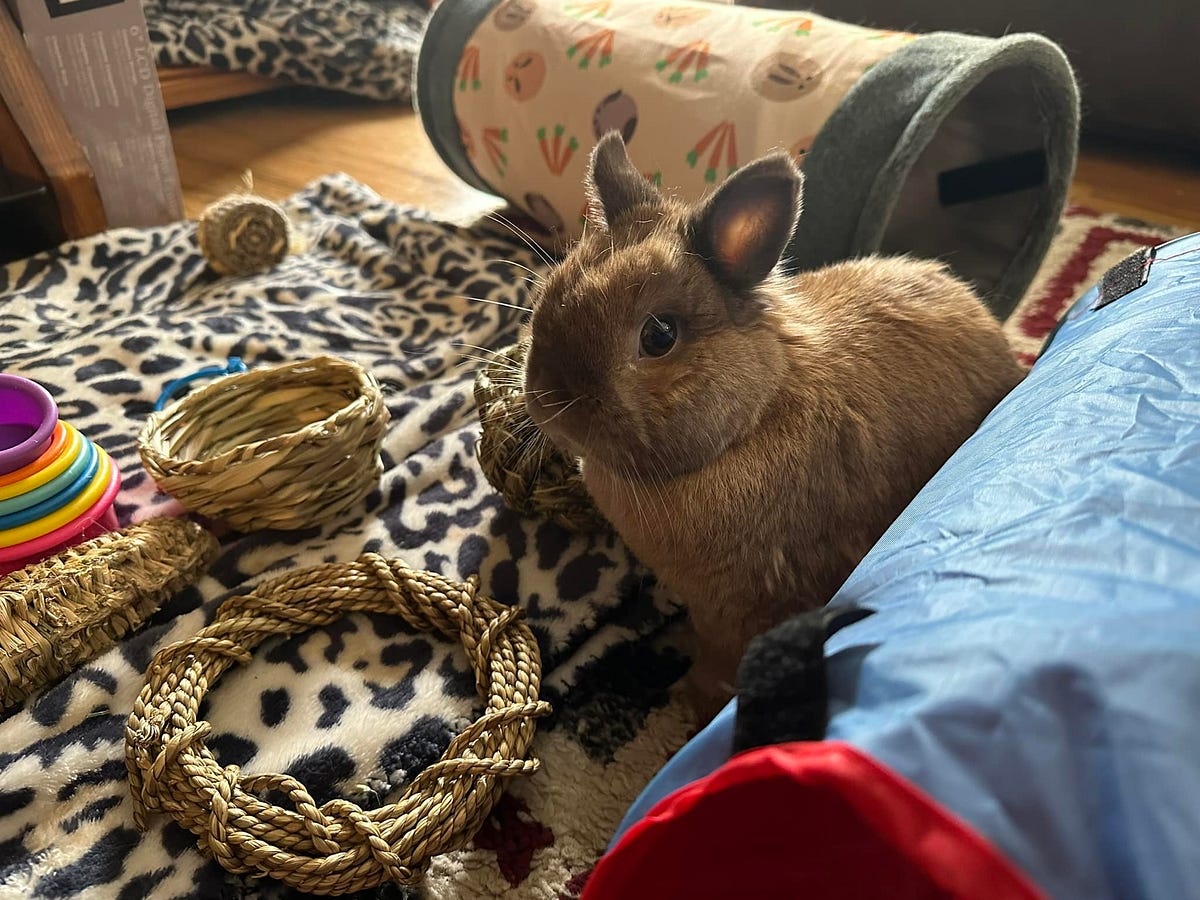 Meet My “Boss Bunny”: The (Not-So-Secret) Inspiration Behind My Career ...