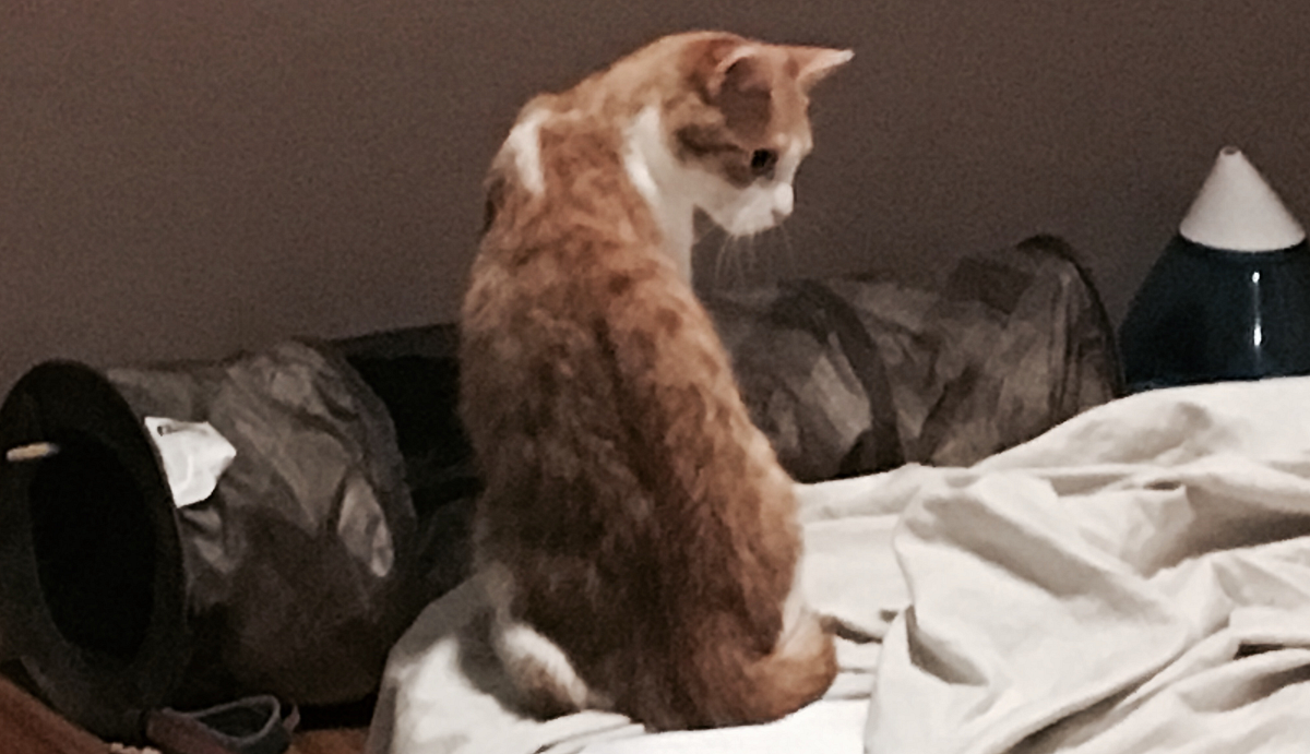Huzzah! Yet another day has passed that the cat did not shit in my bed ...