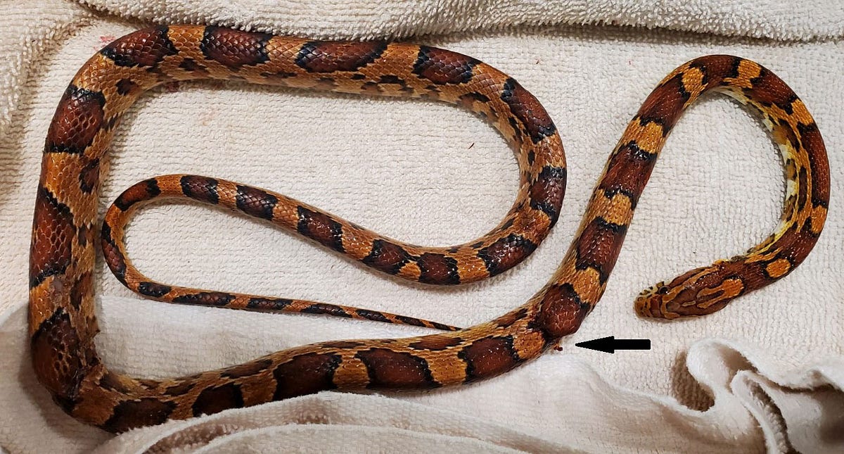 Two snakes, two very different stories | by Conservancy of SWFL | A ...