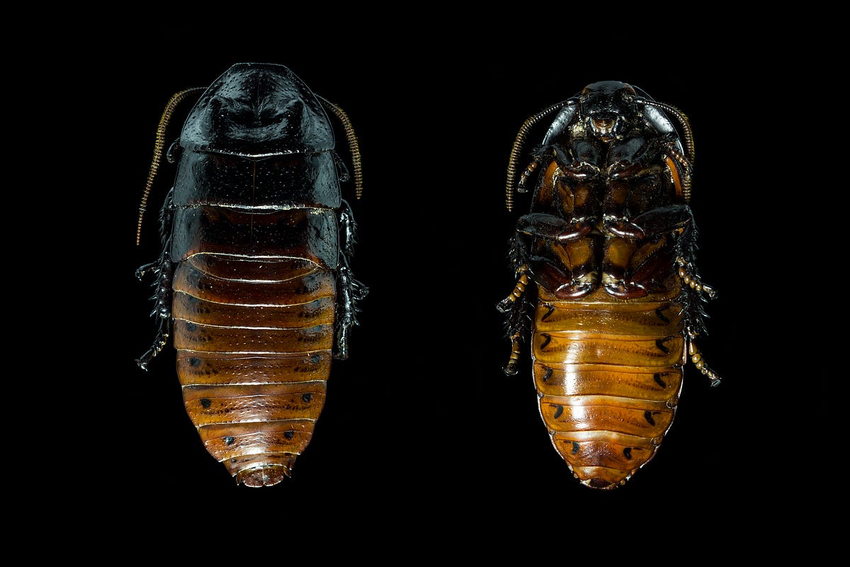 Blattodea. Figura 4. Barata de Madagascar… | by Felipe Raimondi ...