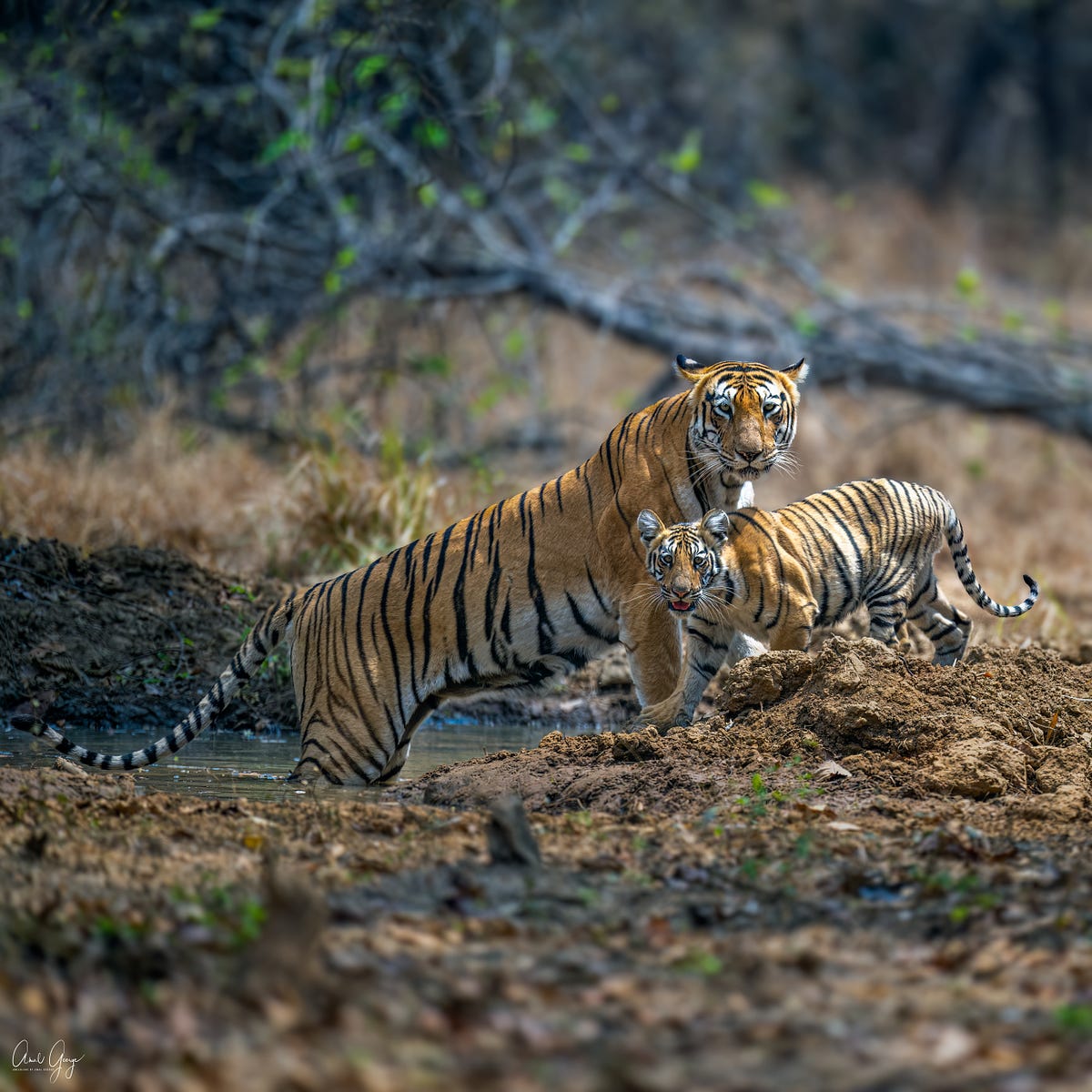 The Tears of Jamni — Story of a Missing Tiger Cub | by awildlens | Medium