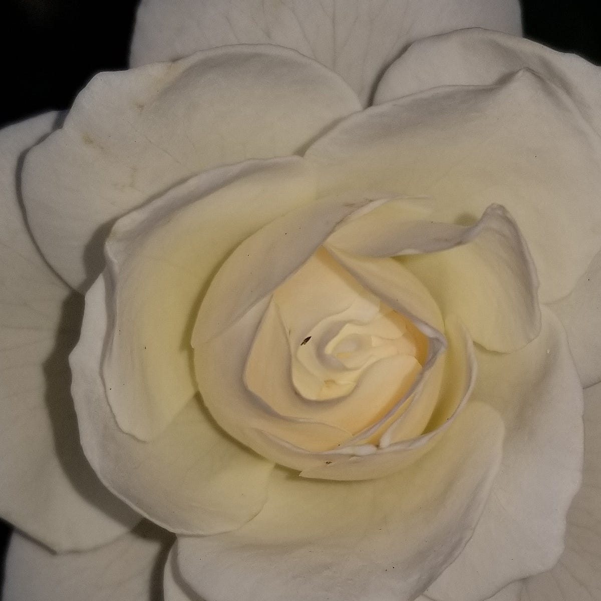 White Roses Credit: Kay Ward White roses blossom in Pomona, California ...