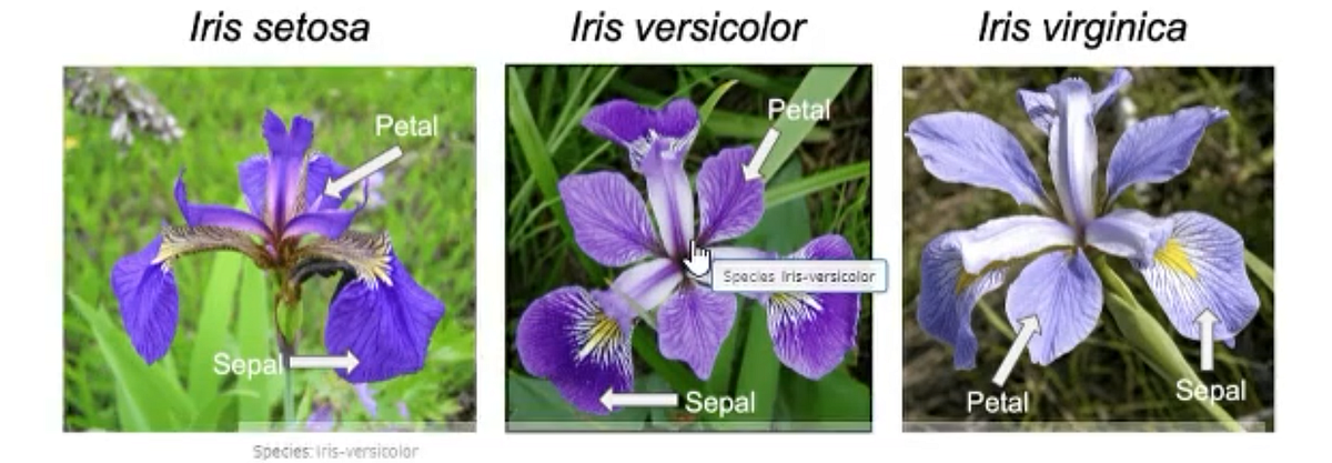 Iris Flower data set EDA - Anita Gupta - Medium