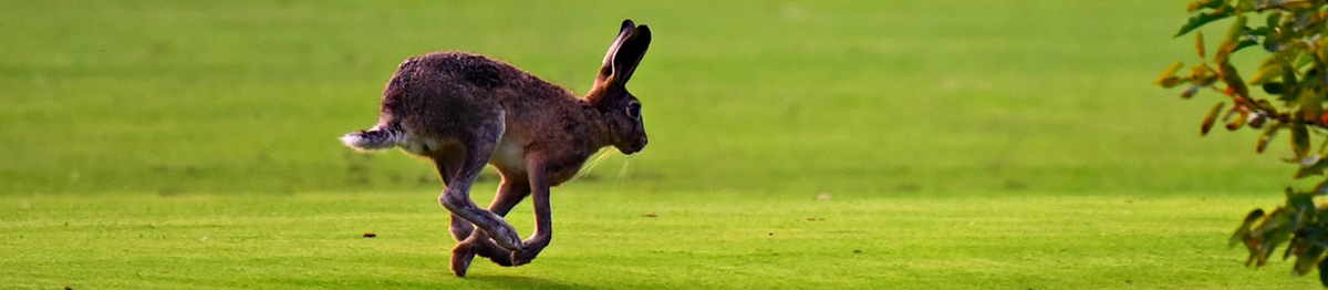The Hare. a dream | by Rose Corbyn | Medium