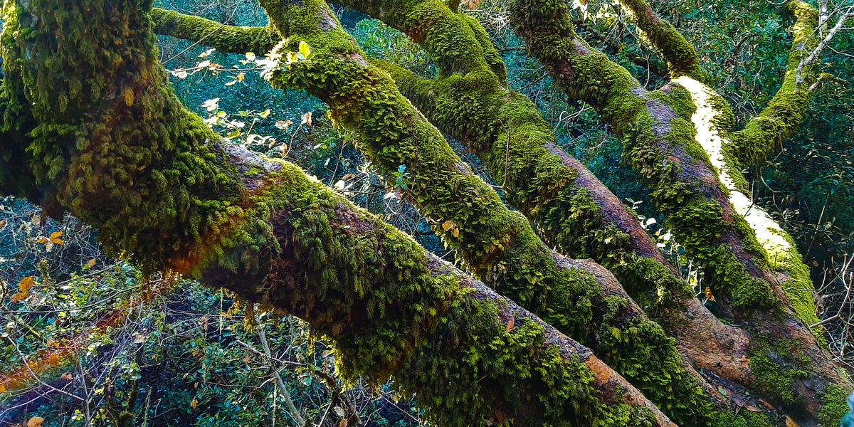 Sharing Foothills Park is Magical | by Cari Templeton for CADEM ...
