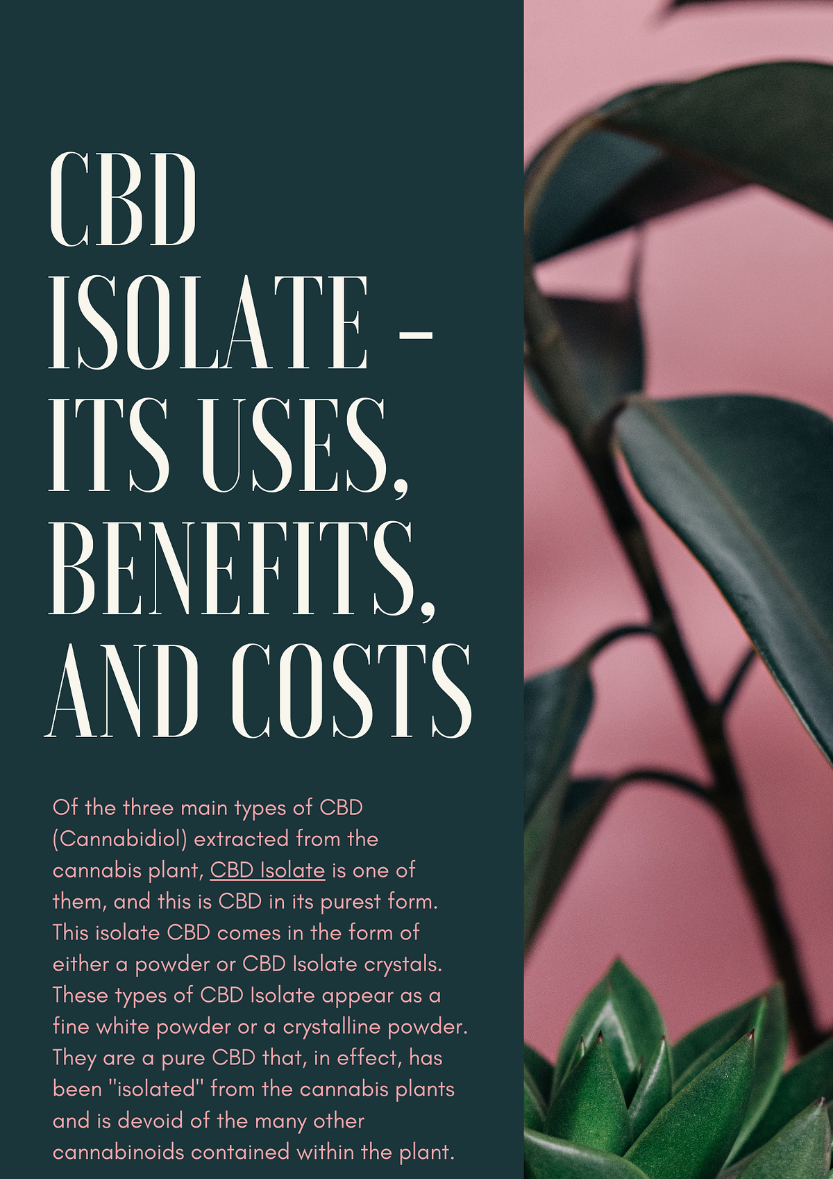 CBD Isolate — Its uses, benefits, and costs - Abhishek Aggarwal - Medium