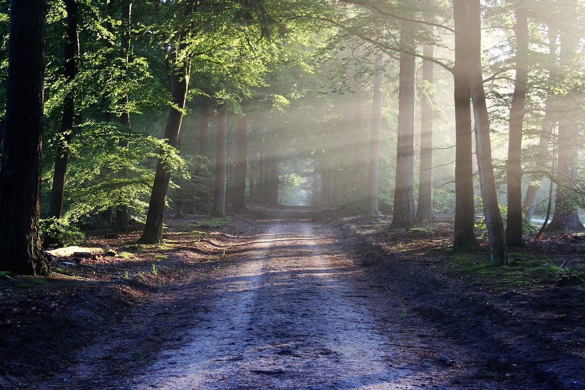 Wie man in den Wald hineinruft, so schallt es heraus! | by Feven Seven ...