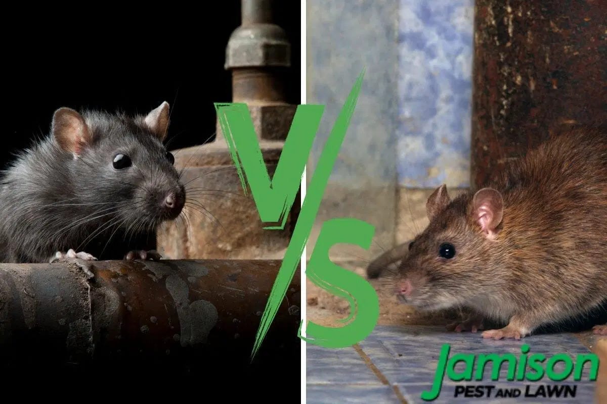 Roof Rat Vs Norway Rat: What’s The Difference? - Jamison Pest and Lawn - Medium