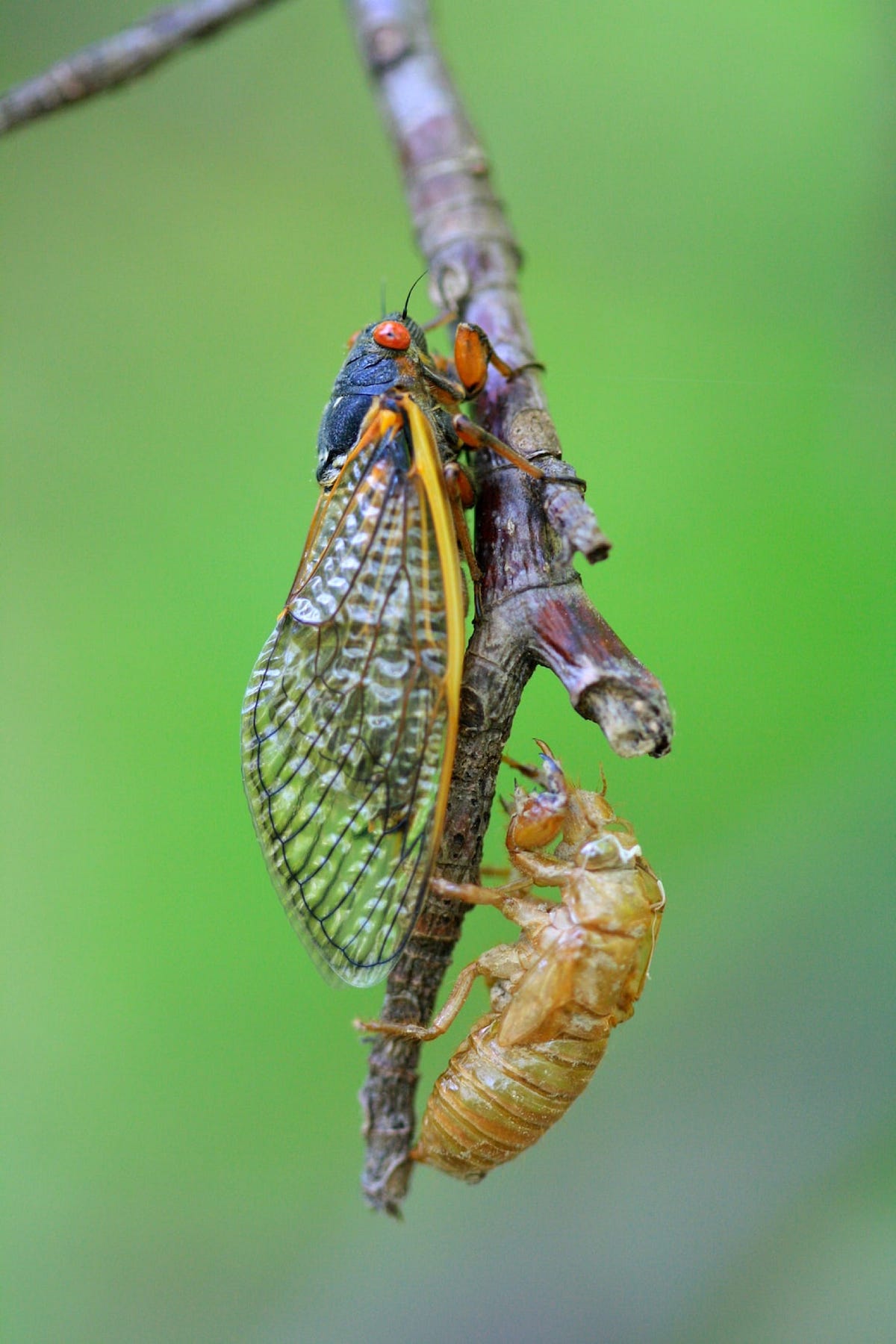 Cicadas — Nature’s 17 Year Visitors | by Dork Nozzle | Medium