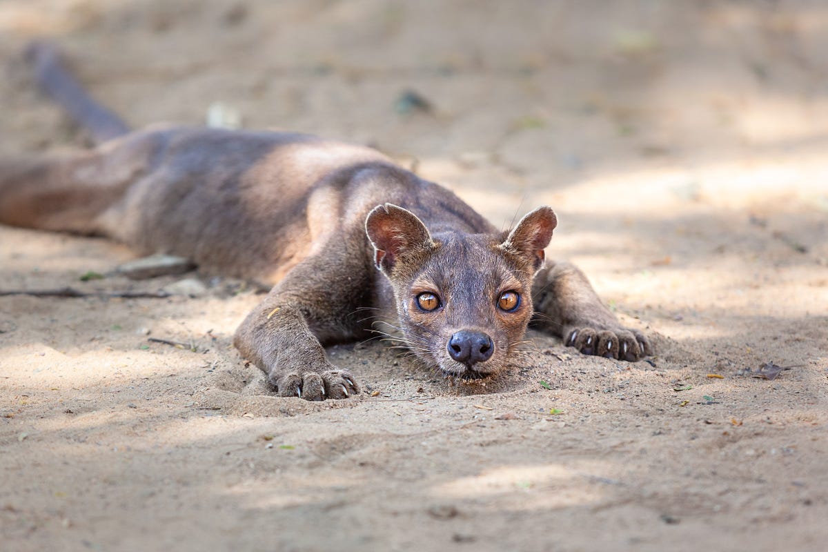 Weird and Wonderful: The Fossa (Cryptoprocta ferox) | Medium