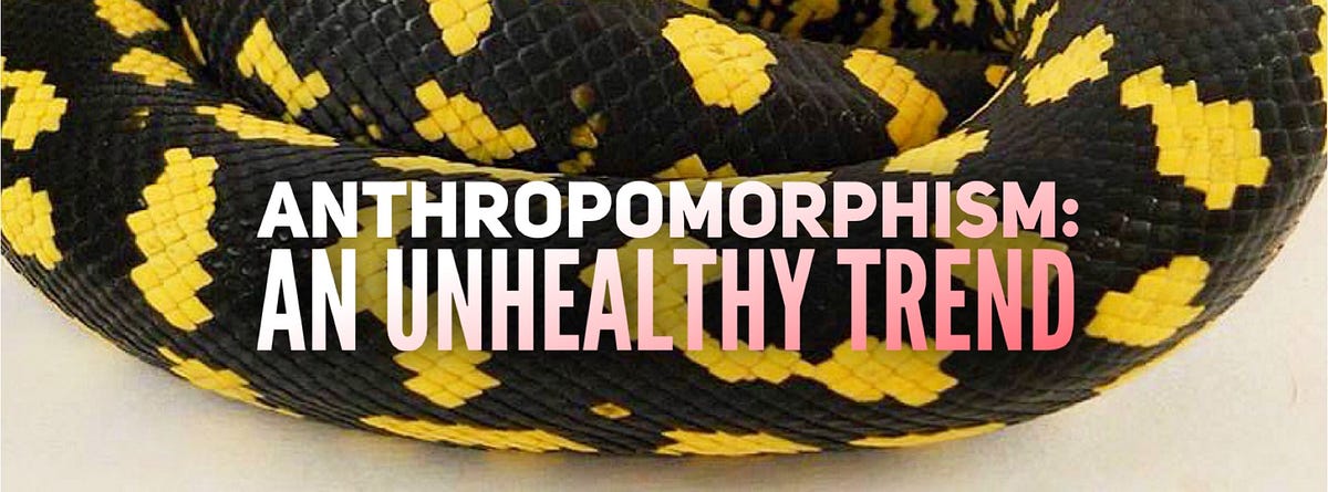 Anthropomorphism: An unhealthy trend | by Scott Borden | Medium