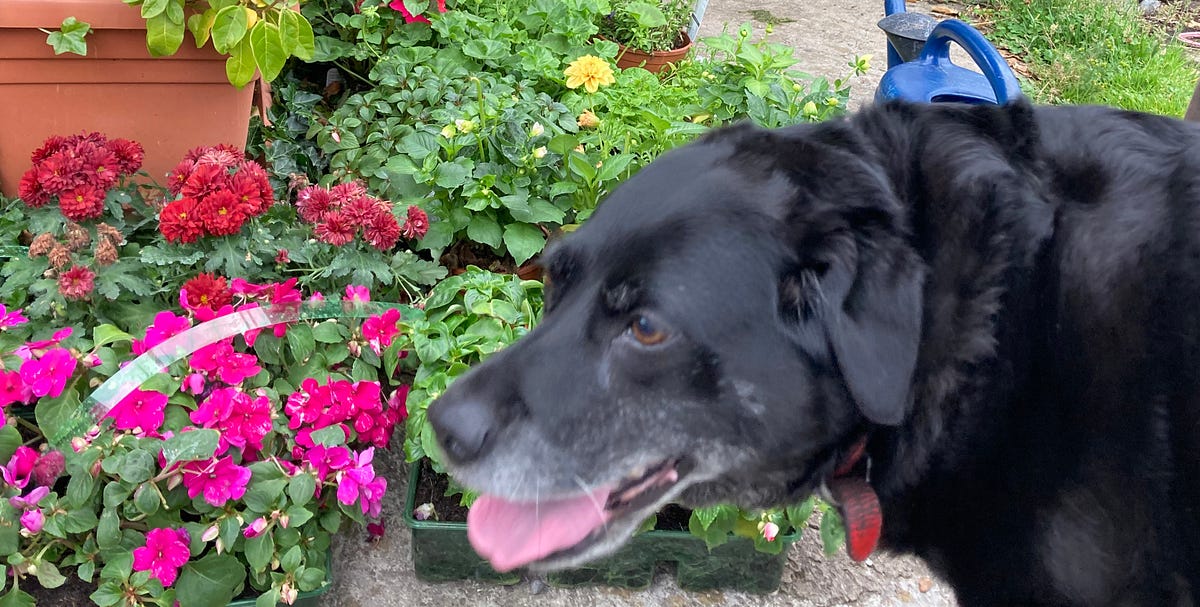 Reading the Canine Chronicle. Keeping up to date with the… | by Penny ...