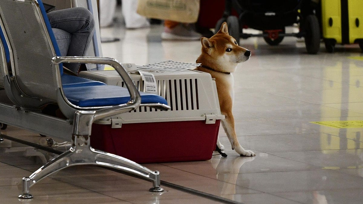 Expert Pet Transport Solutions: Safely Moving Your Furry Friends | by ...