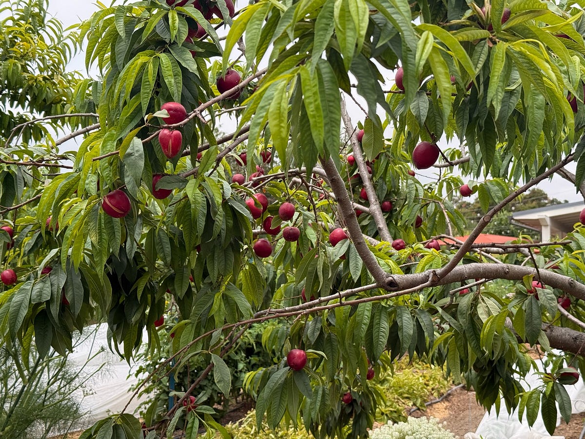 Foraging Peaches from the Farm. Even little sustainability efforts ...