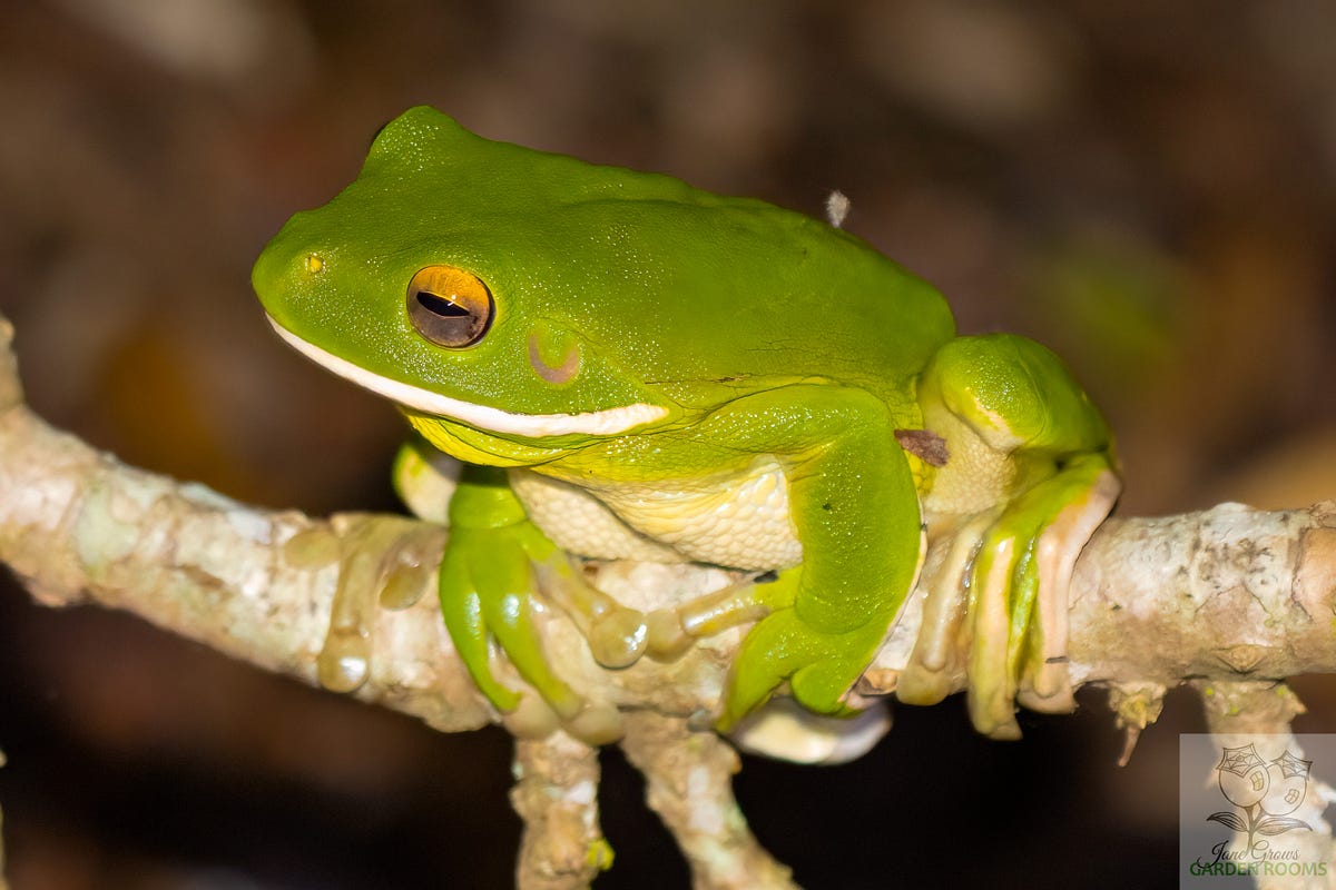 A Menu for Ralph. Photo a Day Challenge: Week 43 —… | by Jane Frost ...