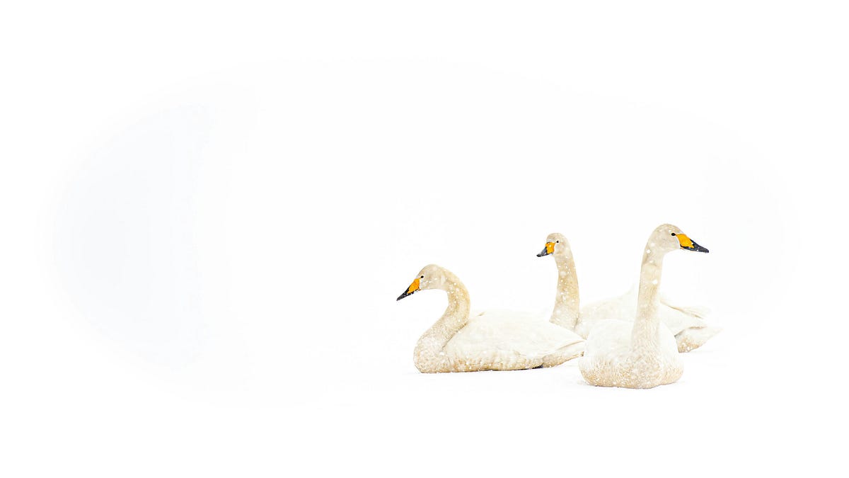 Flick-the-Bird-at-the-Algorithm Friday | by Jay Vaananen | Medium