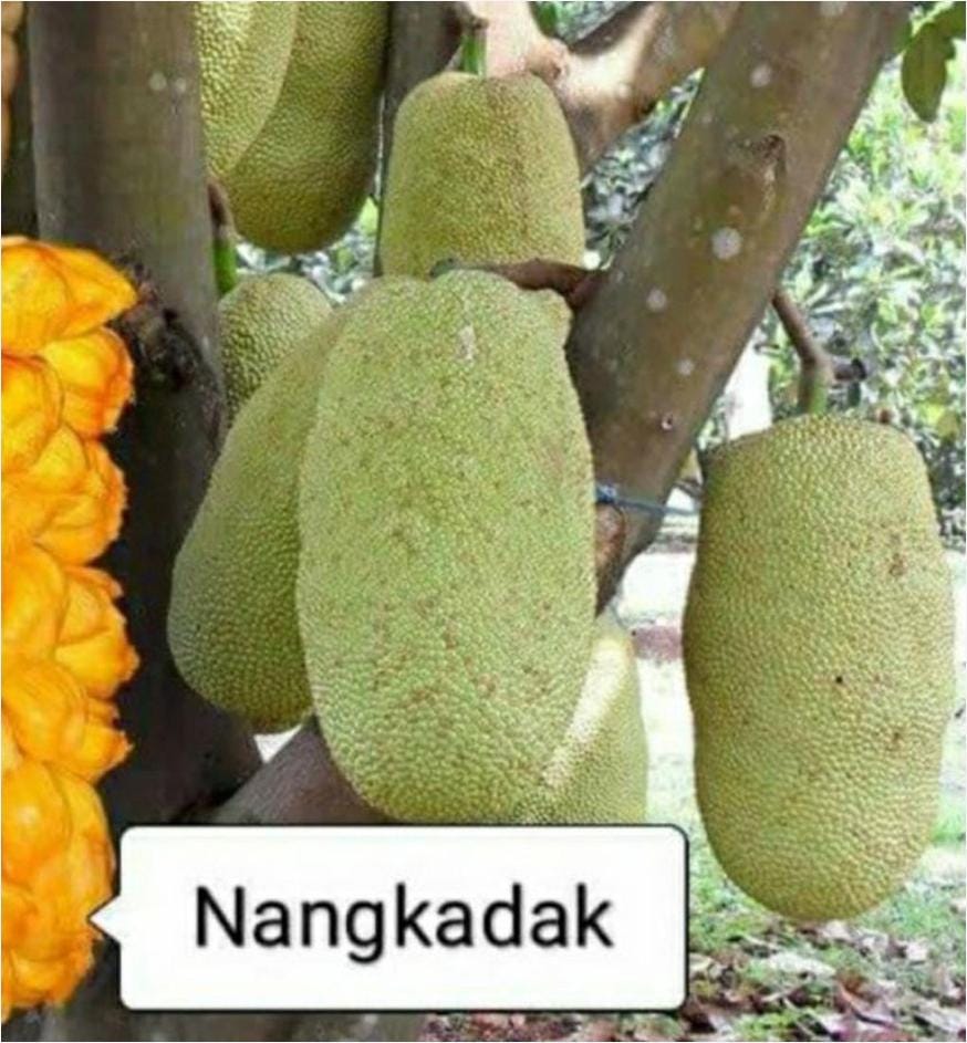 Bibit Nangkadak Merah Okulasi Kota Surakarta (Solo) | by Bimantaragardener | Medium