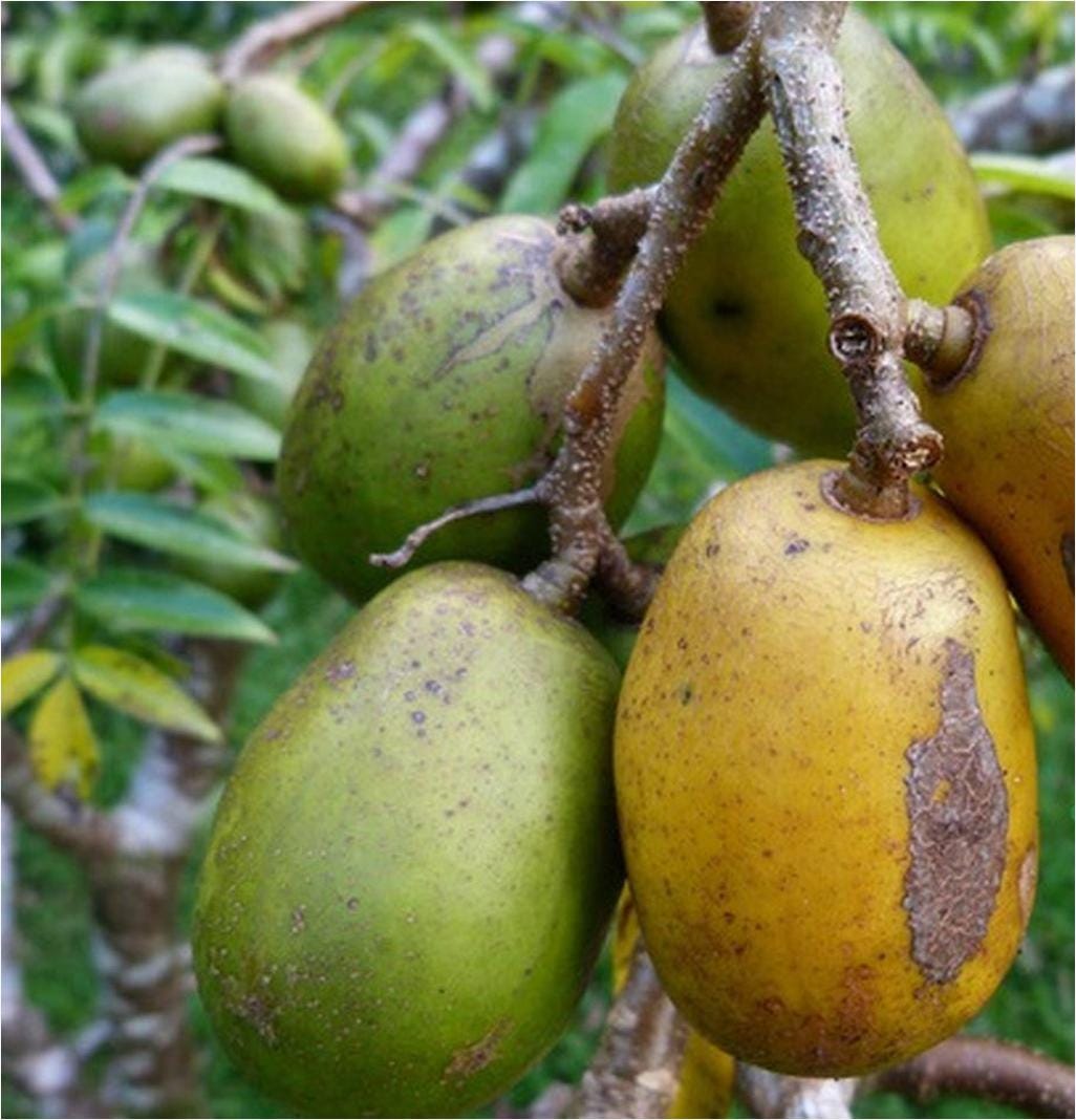 Bibit Kedondong Merah Tanaman Buah Super Beli 2 Gratis 1 Situbondo ...